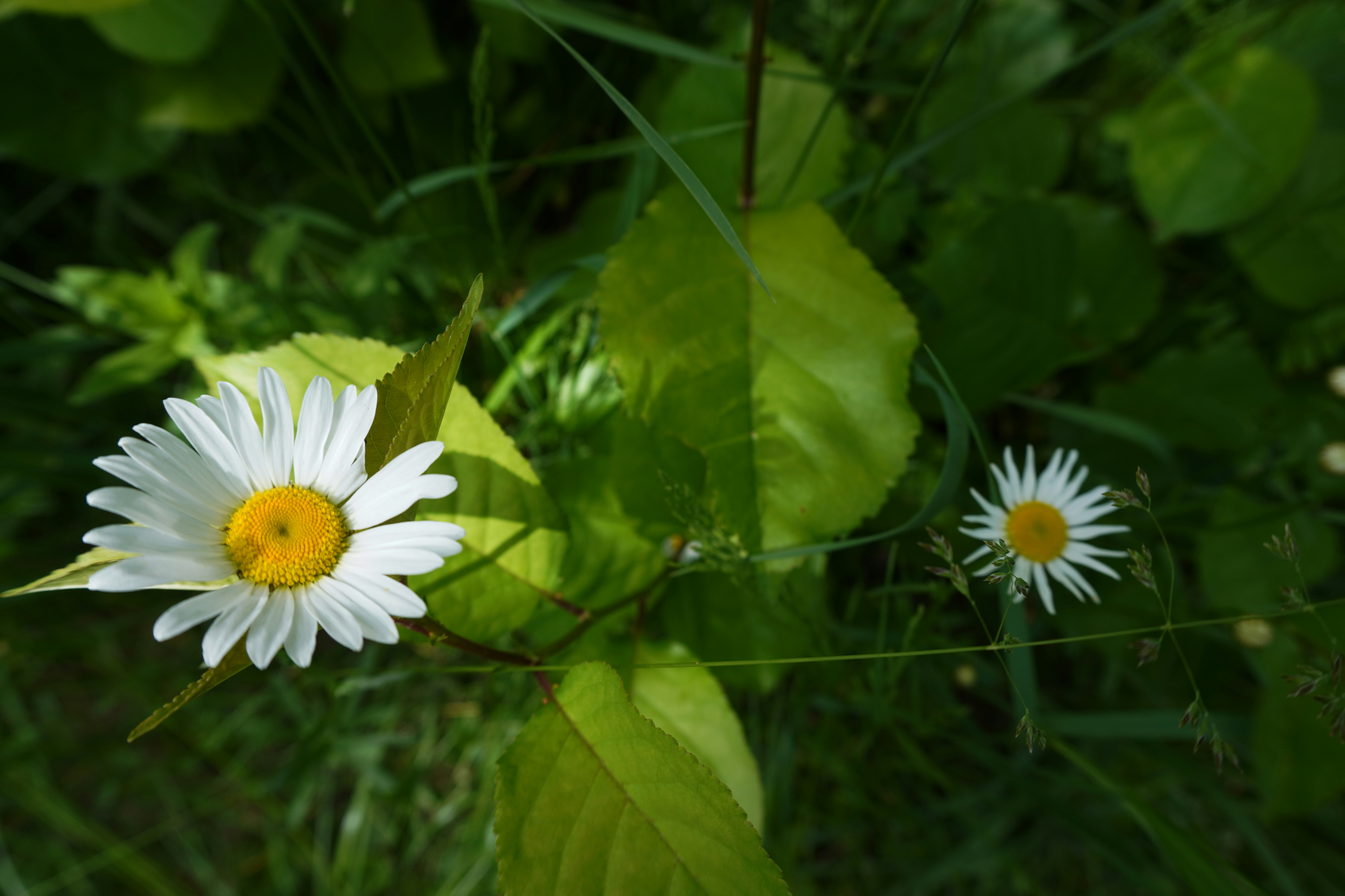 Two White Daisies in Soft Meadow Light