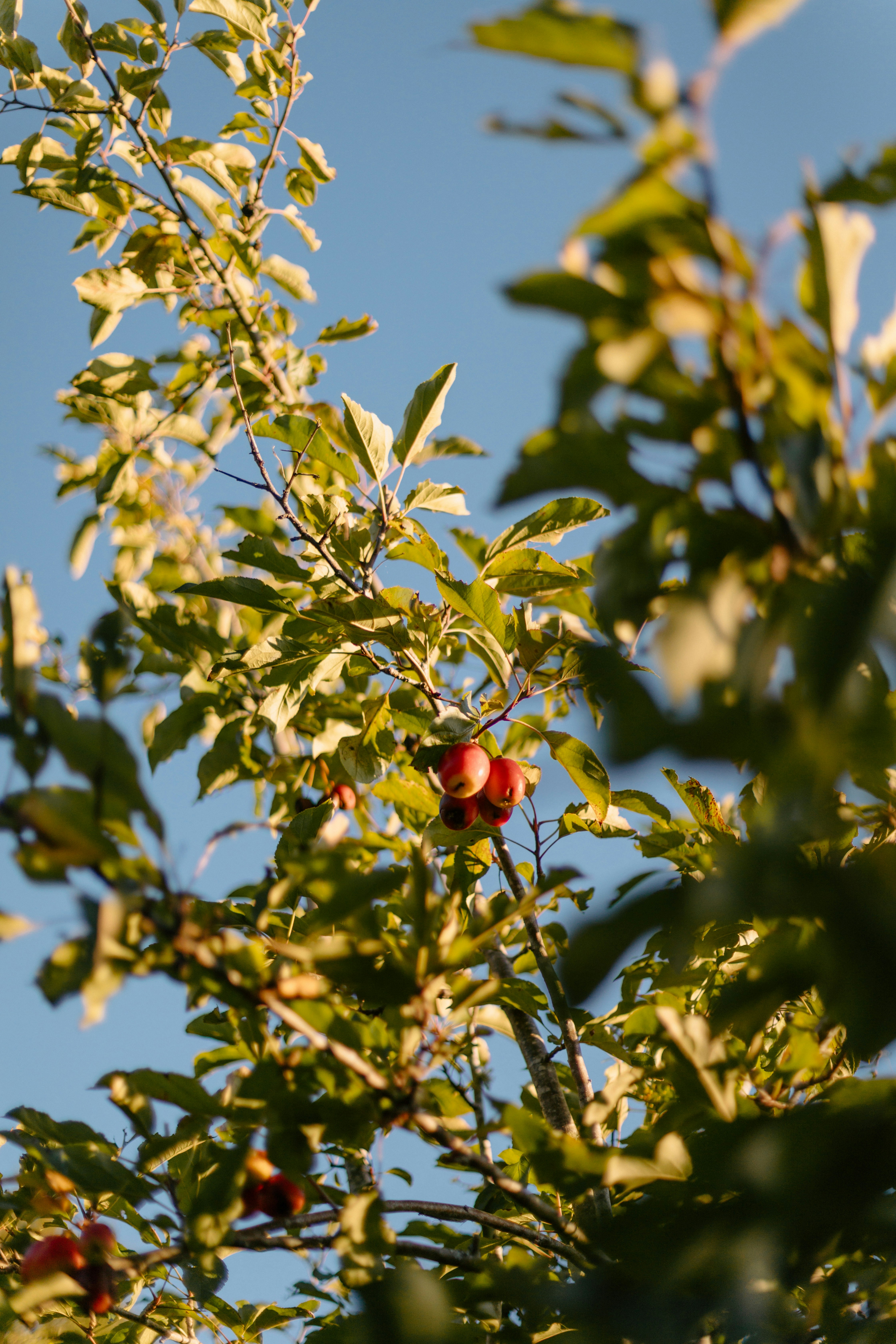 Cluster of ripe red apples on a sunlit branch with green leaves against a blue sky.