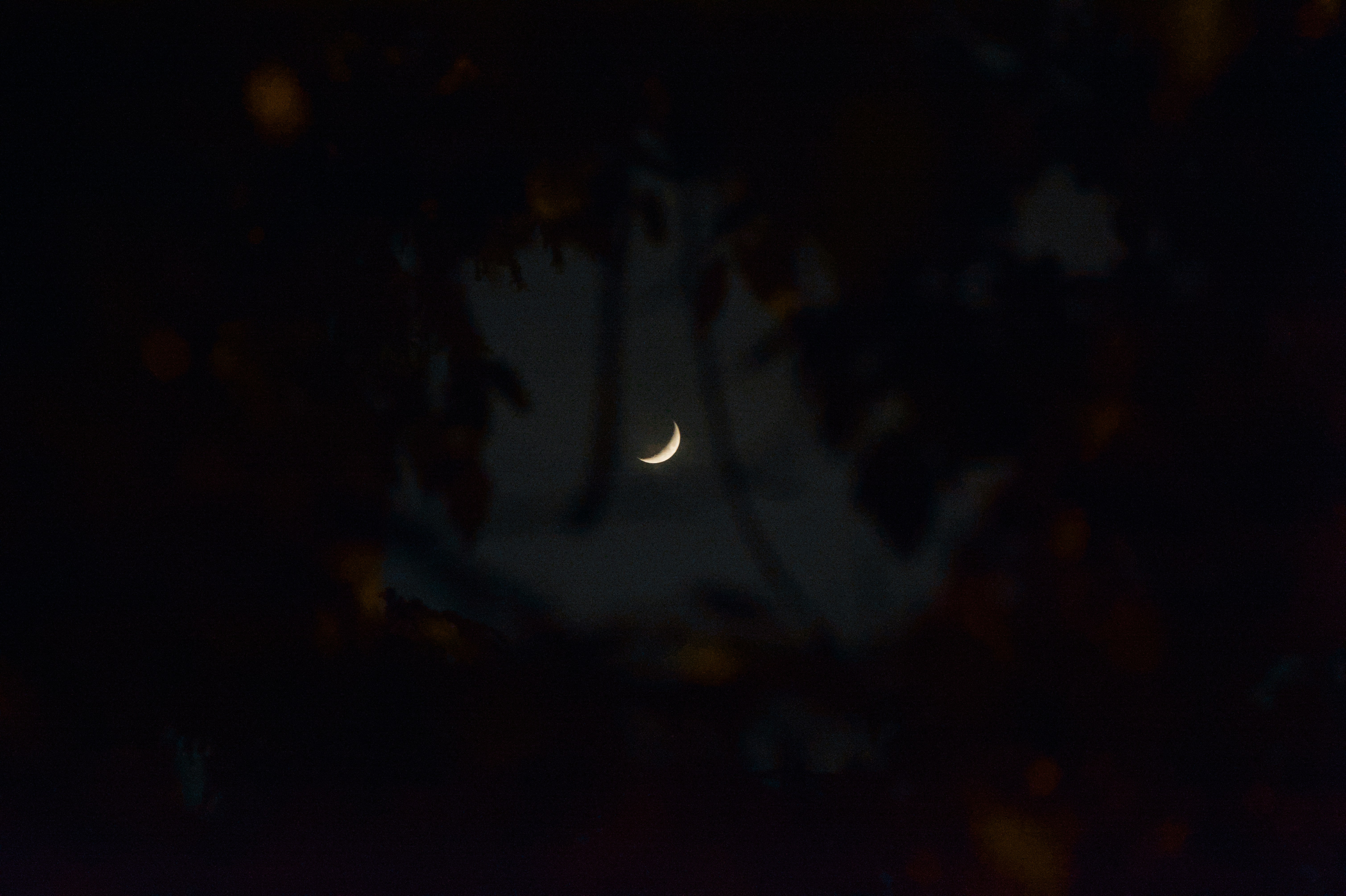 Crescent Vigil: a quiet night sky through the leaves