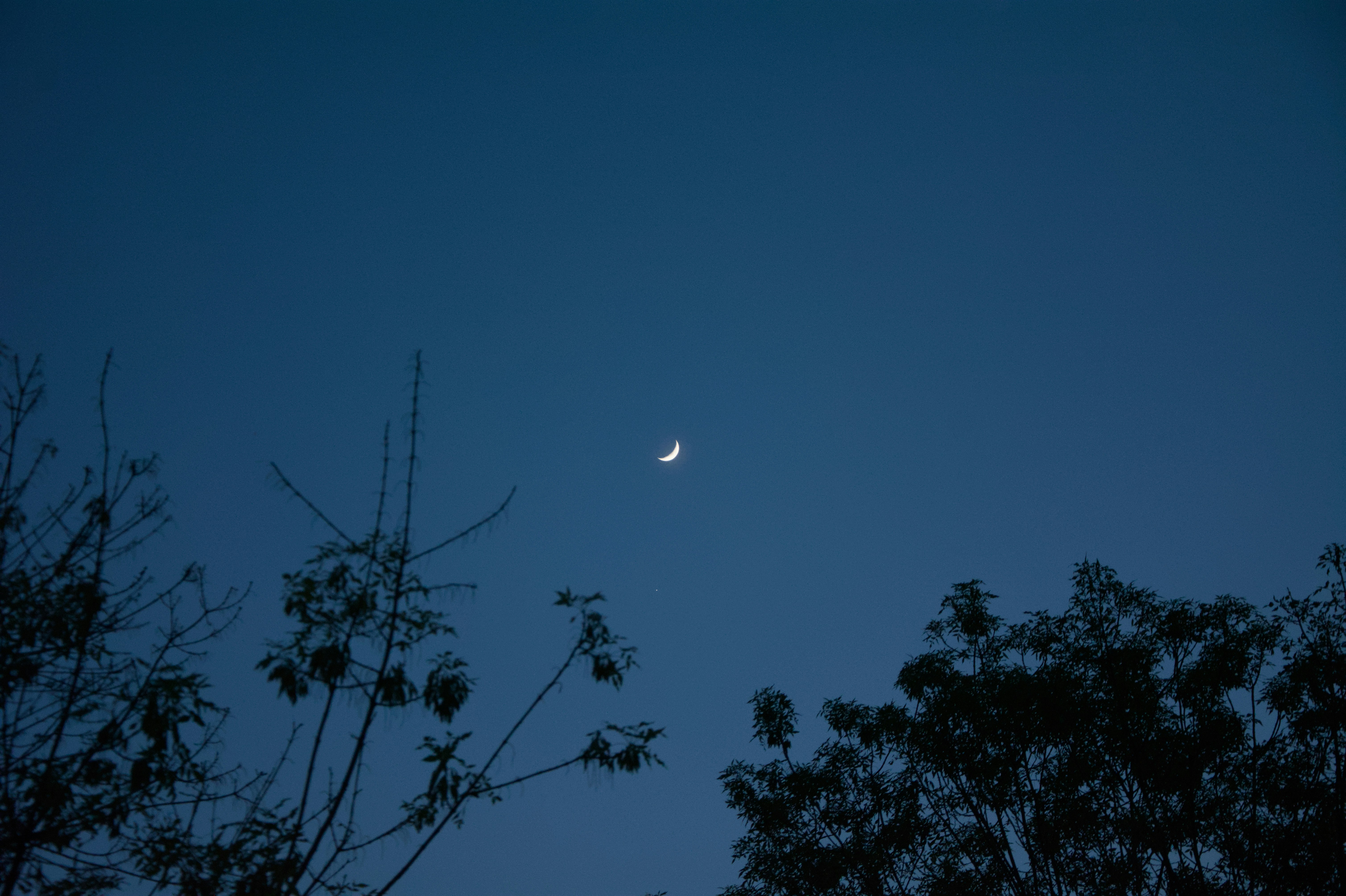 Crescent at Dusk: Moon Delicately Crescent over silhouettes