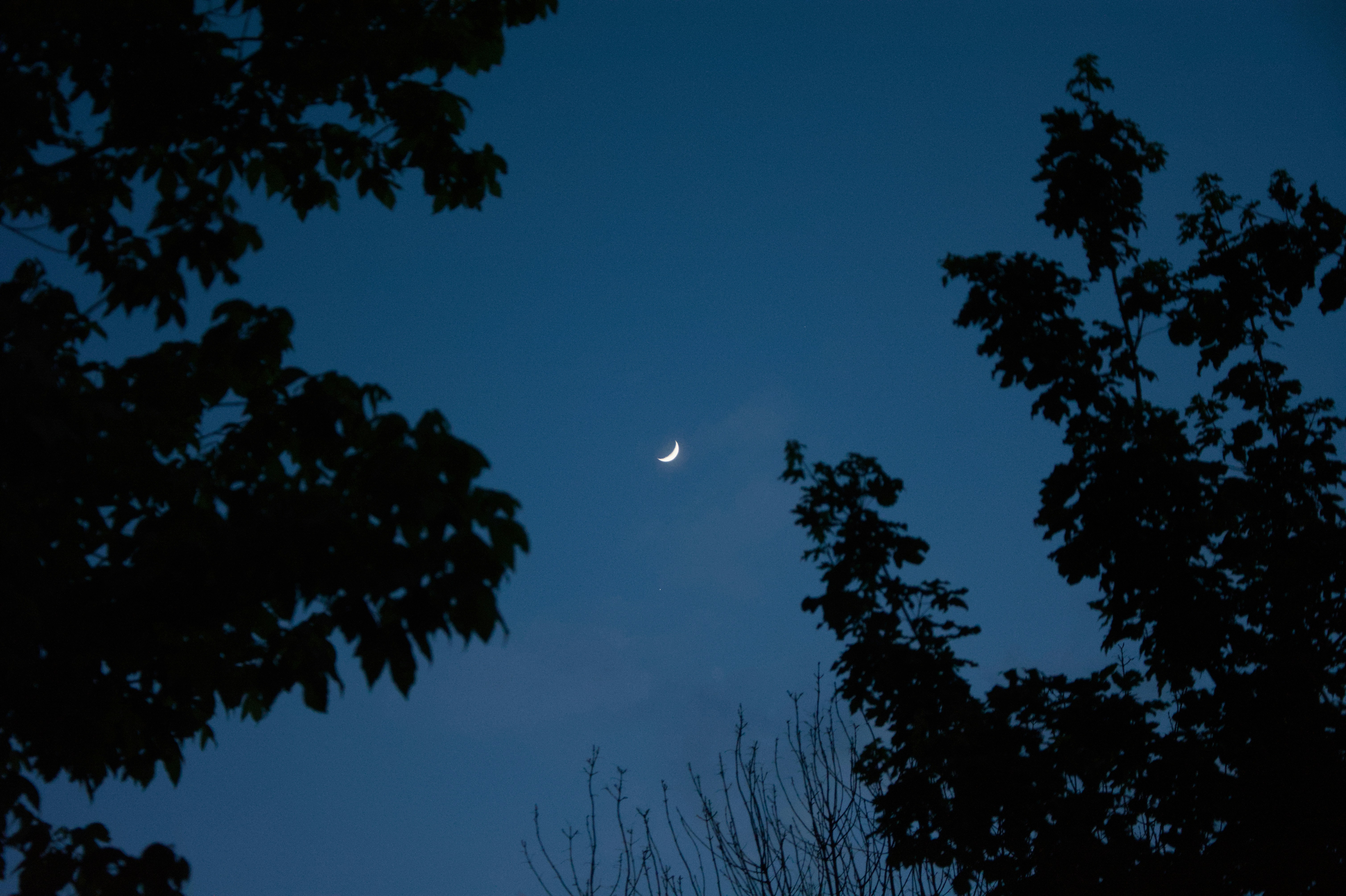 Crescent Moon Amid Nighttime Foliage