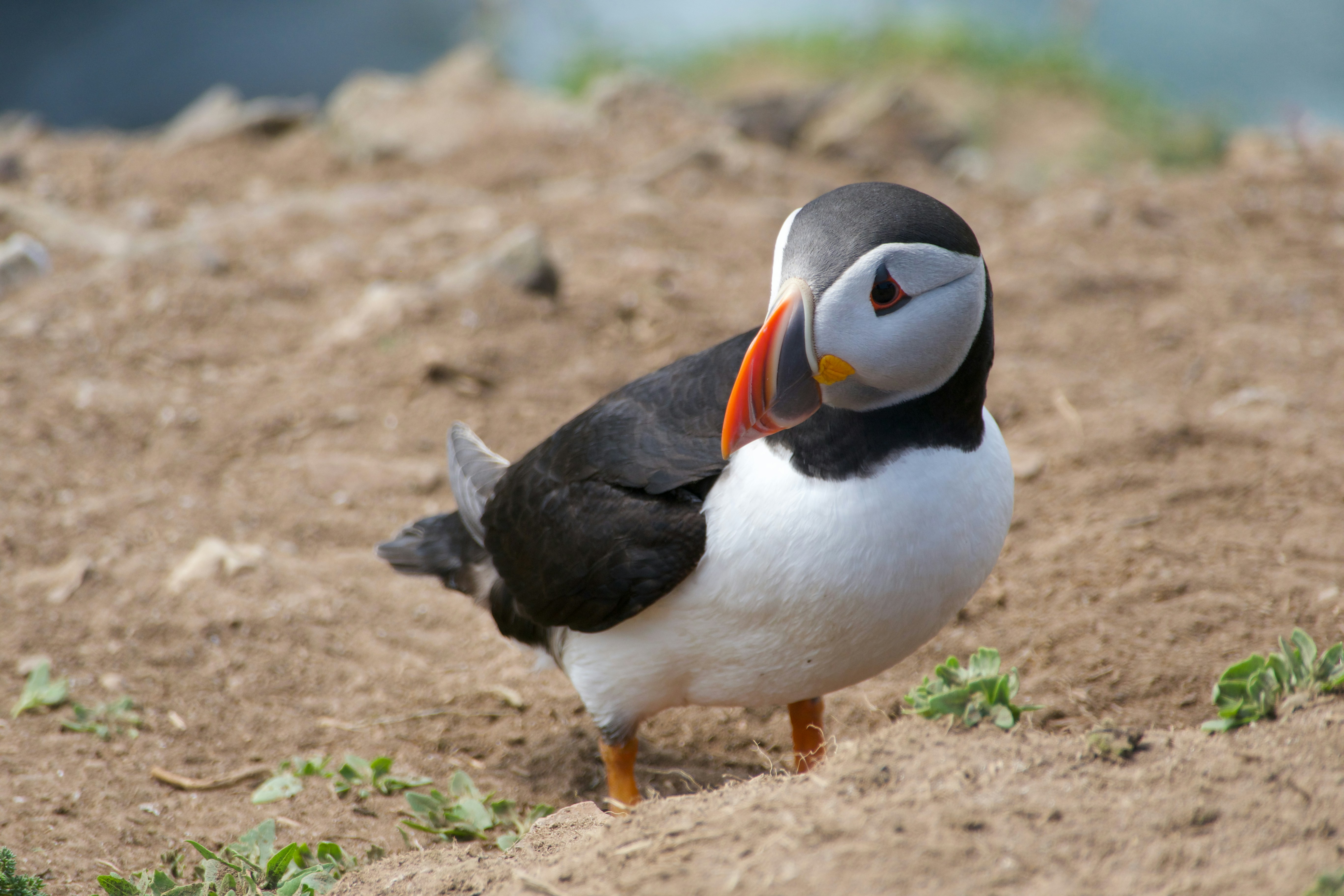 Confident Atlantic Puffin on Shoreline