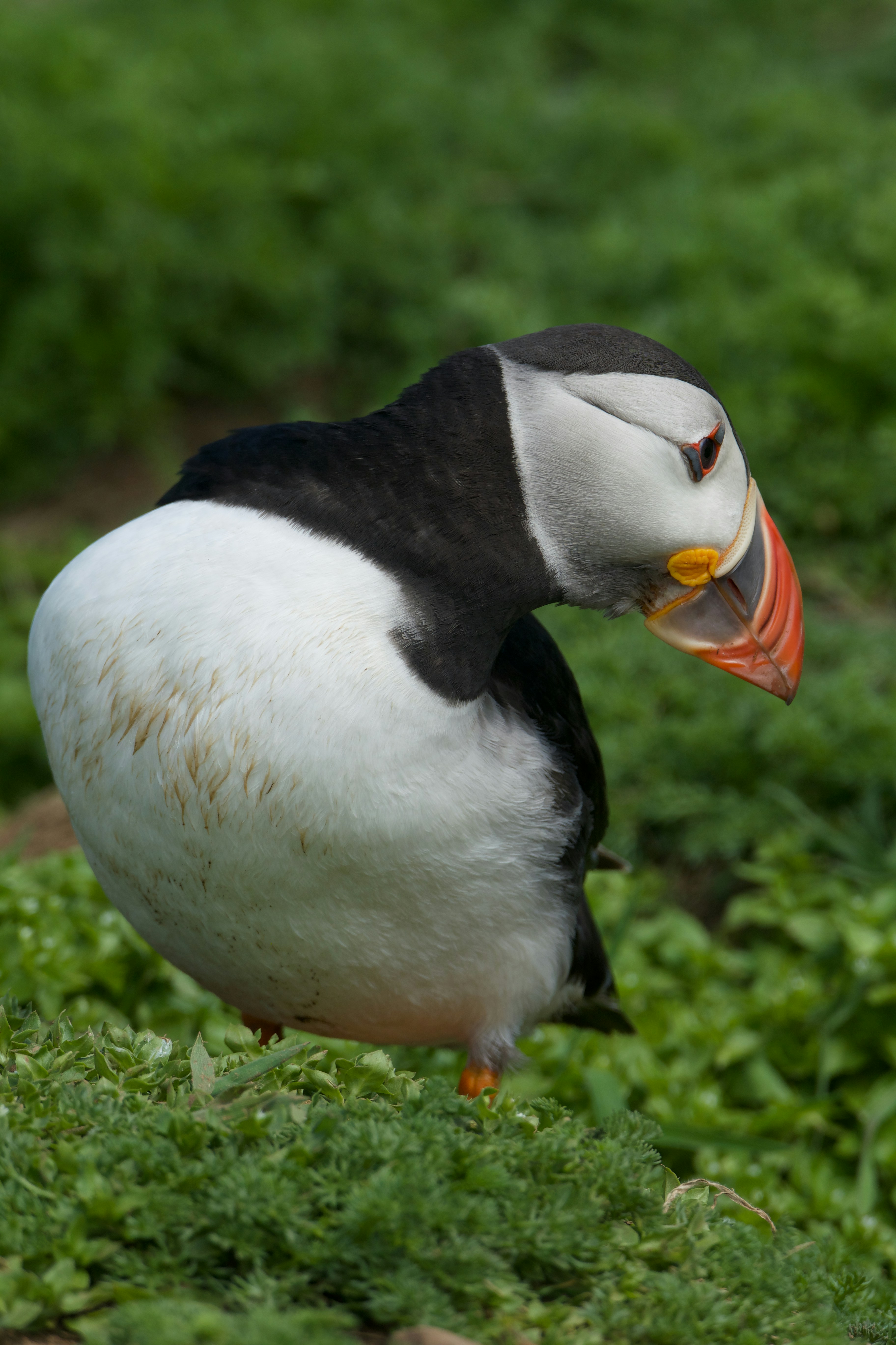 Puffin Pause: A Gentle Turn on the Green Shore