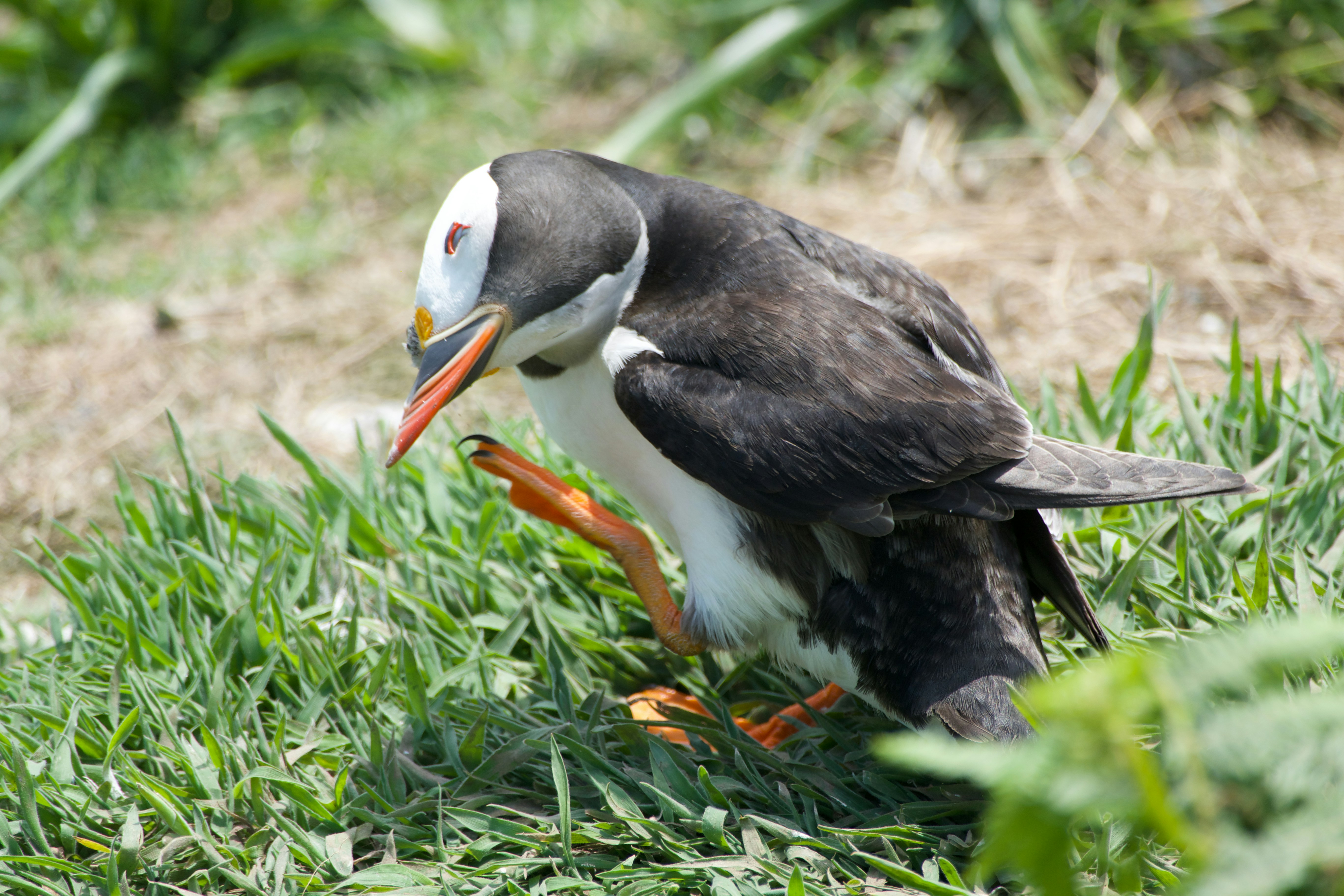 Aislando En El Prado: An Avian Portrait in Grass-Tipped Shore