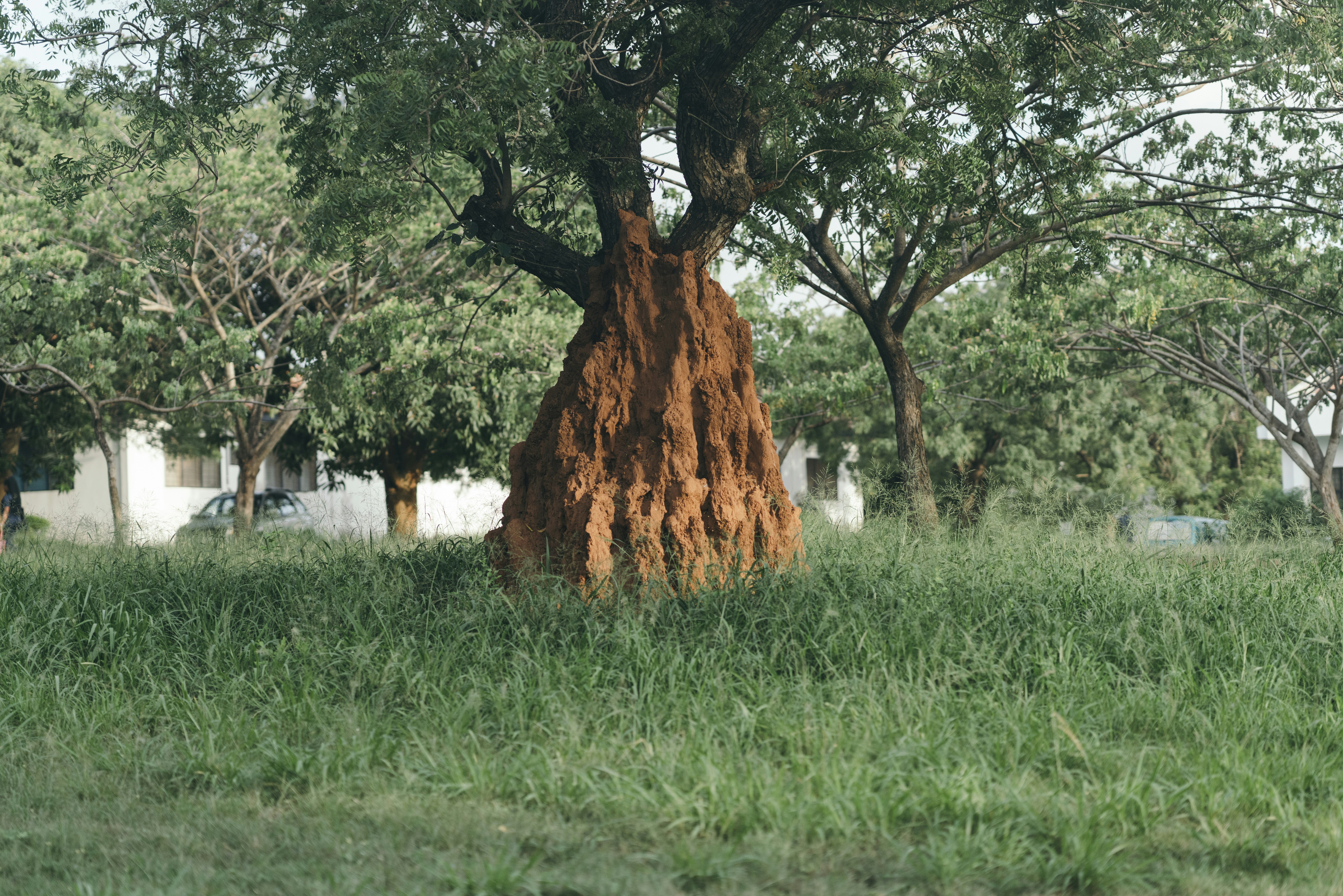 The Gnarled Guardian in a Sea of Green