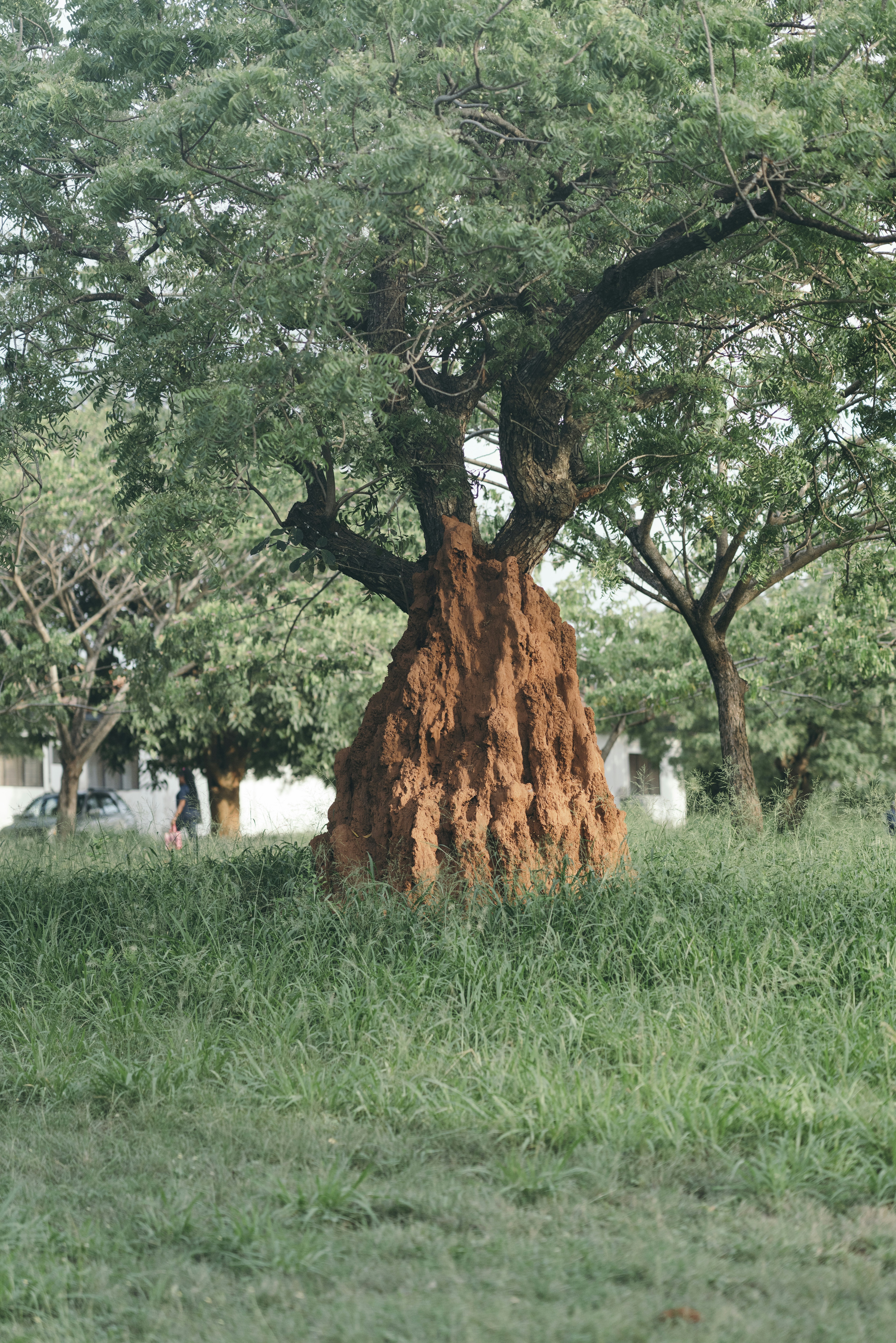 Ancient Tree with a Stone-Lore Trunk Rising from Meadow