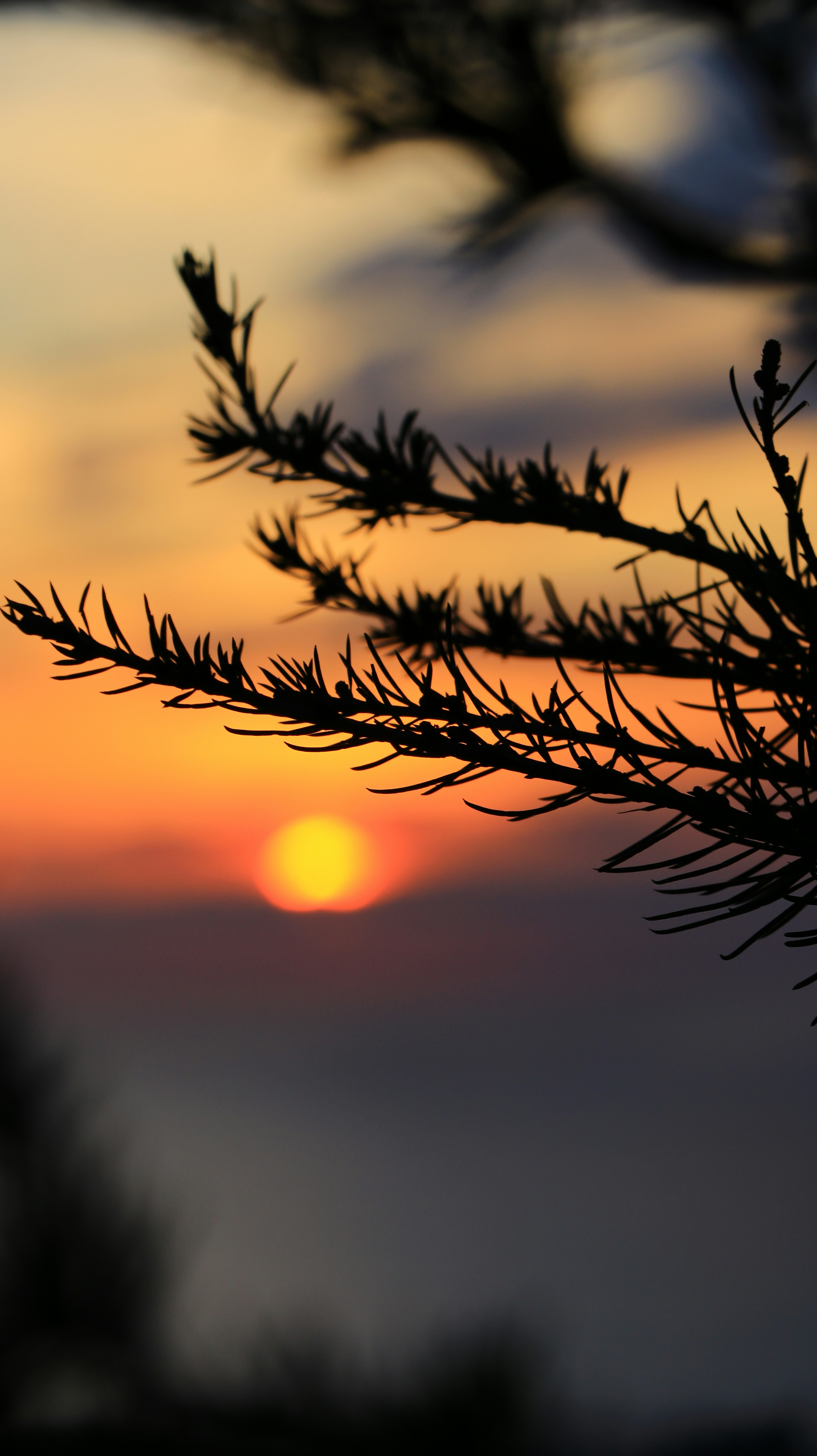Sunset Silhouette: Needle-like Branches Framing a Quiet Horizon