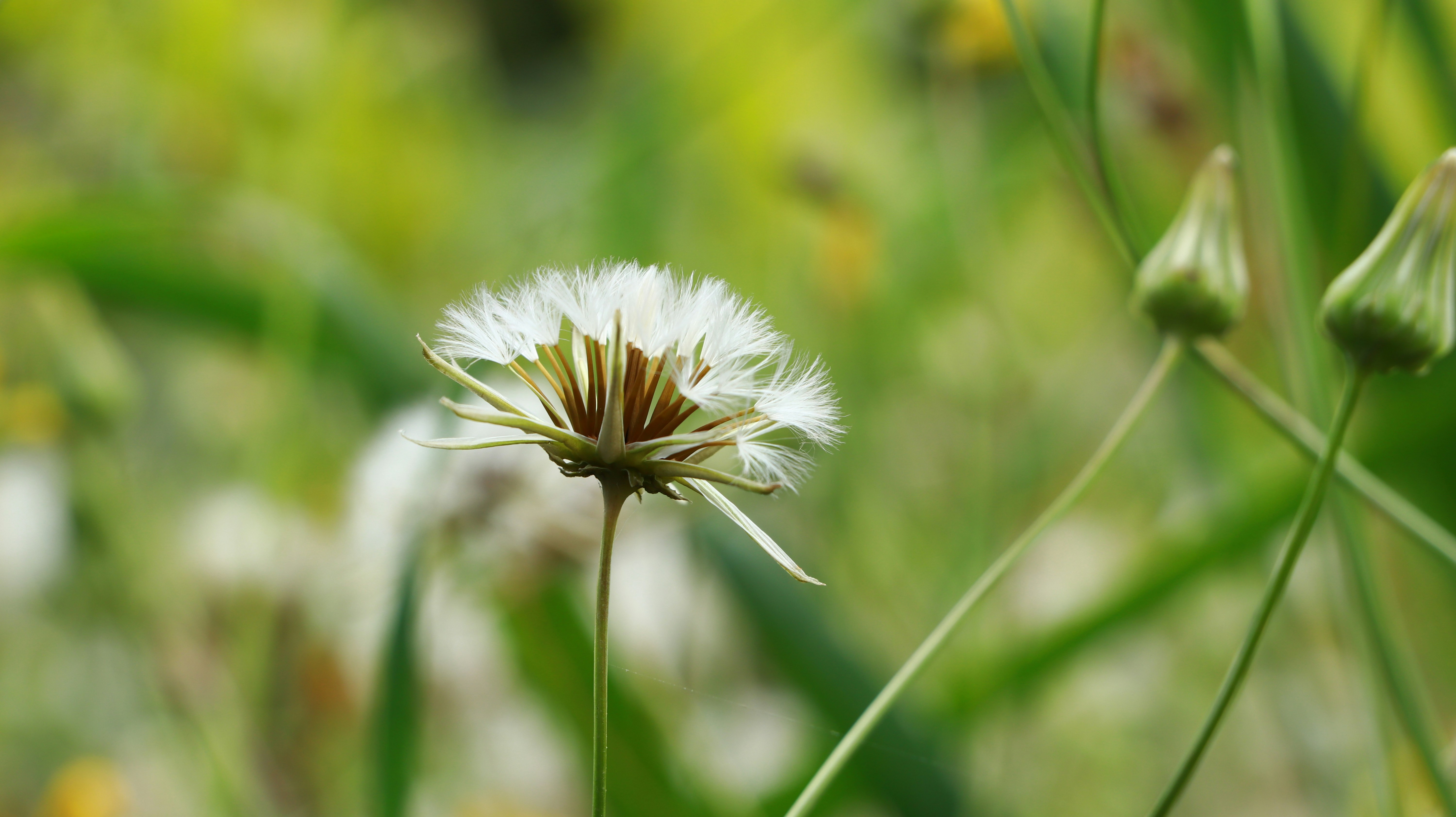Delicate Dandelion Wake: A solitary seedhead in a sunlit meadow