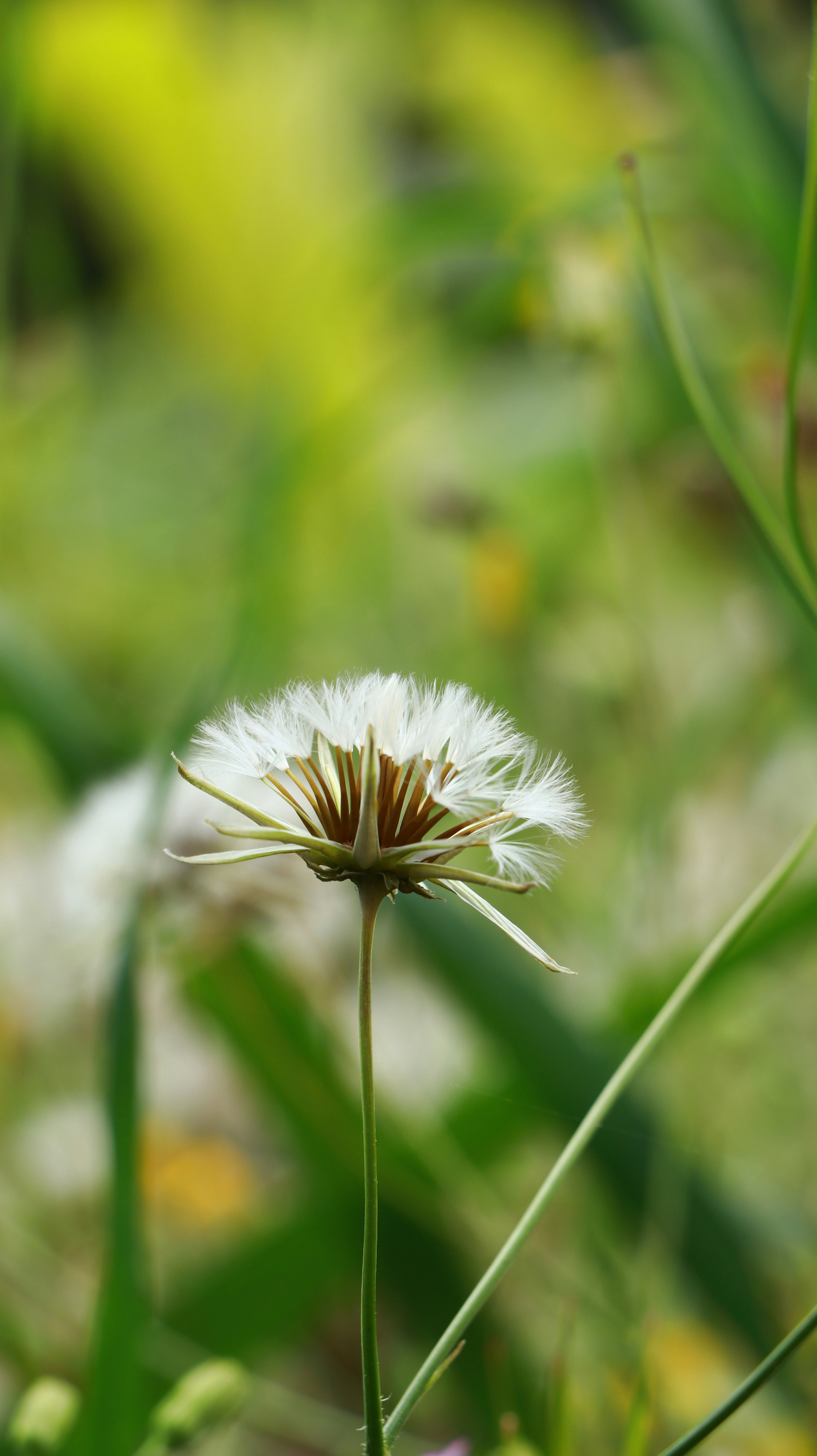 Delicate Wind-Flower: A Dandelion in Soft Focus Meadow