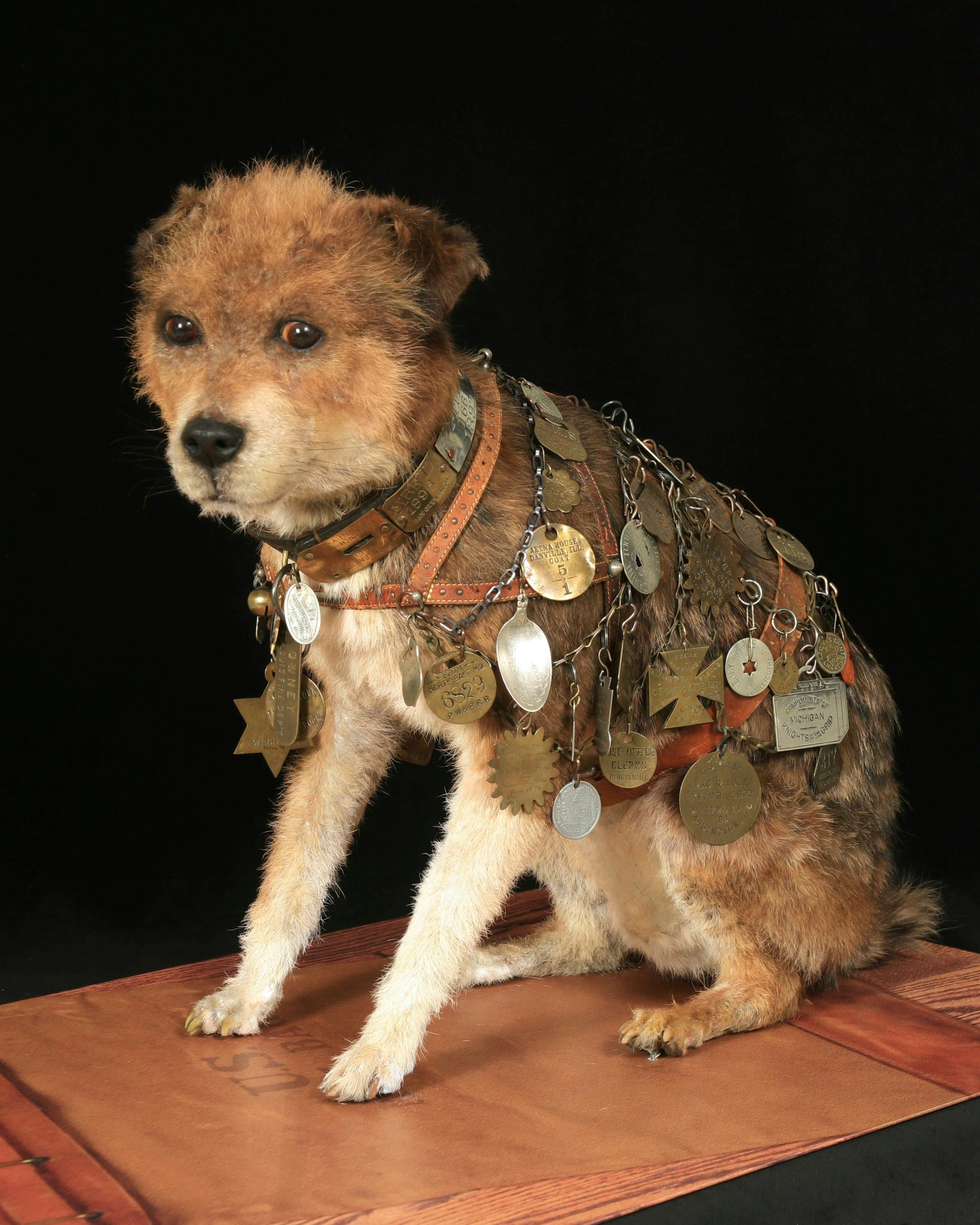 Bejeweled Scout: A Garlanded Shelter Dog on a Waiting Stage
