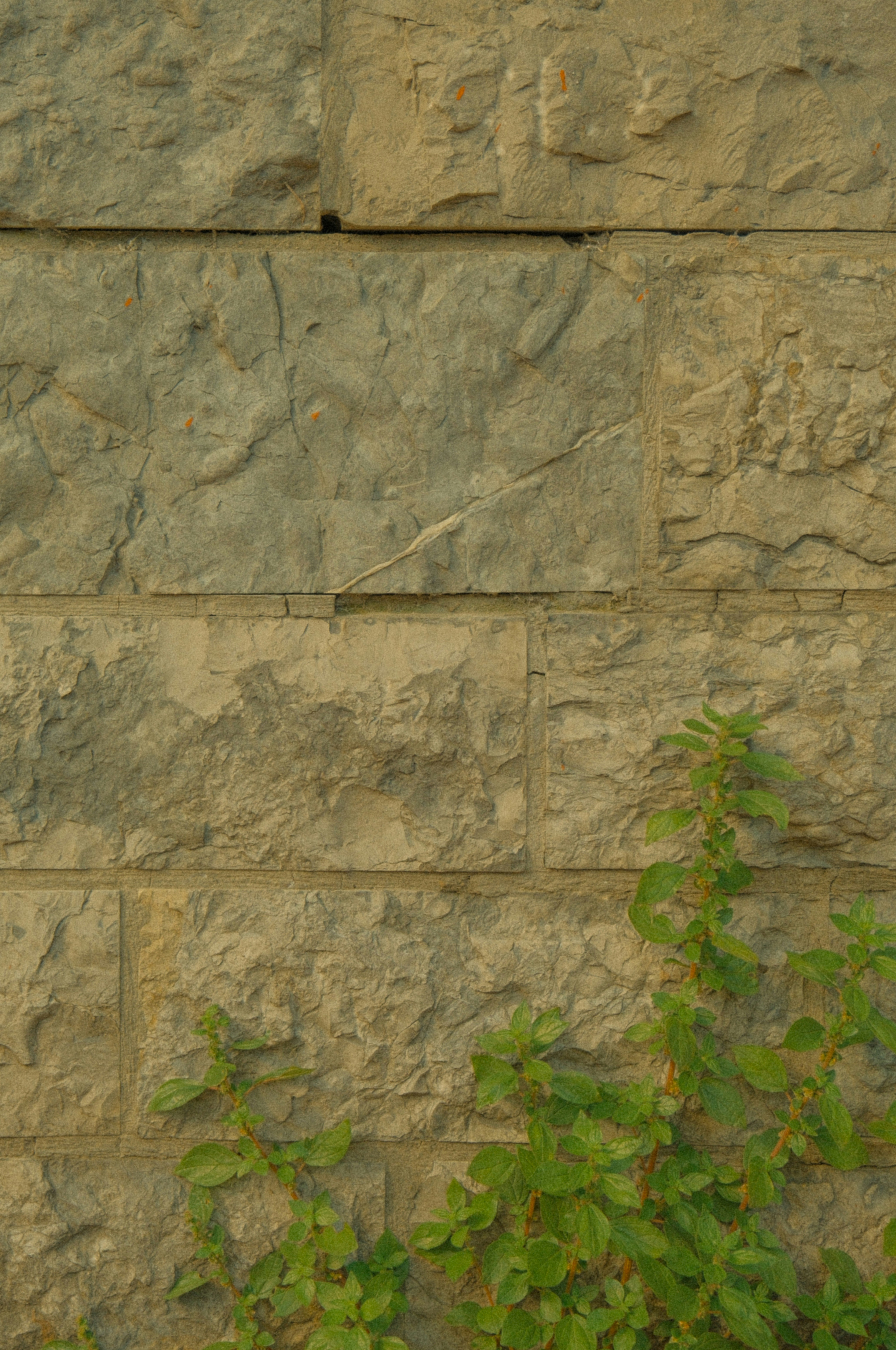 Green Vines Cling to Old Stonework