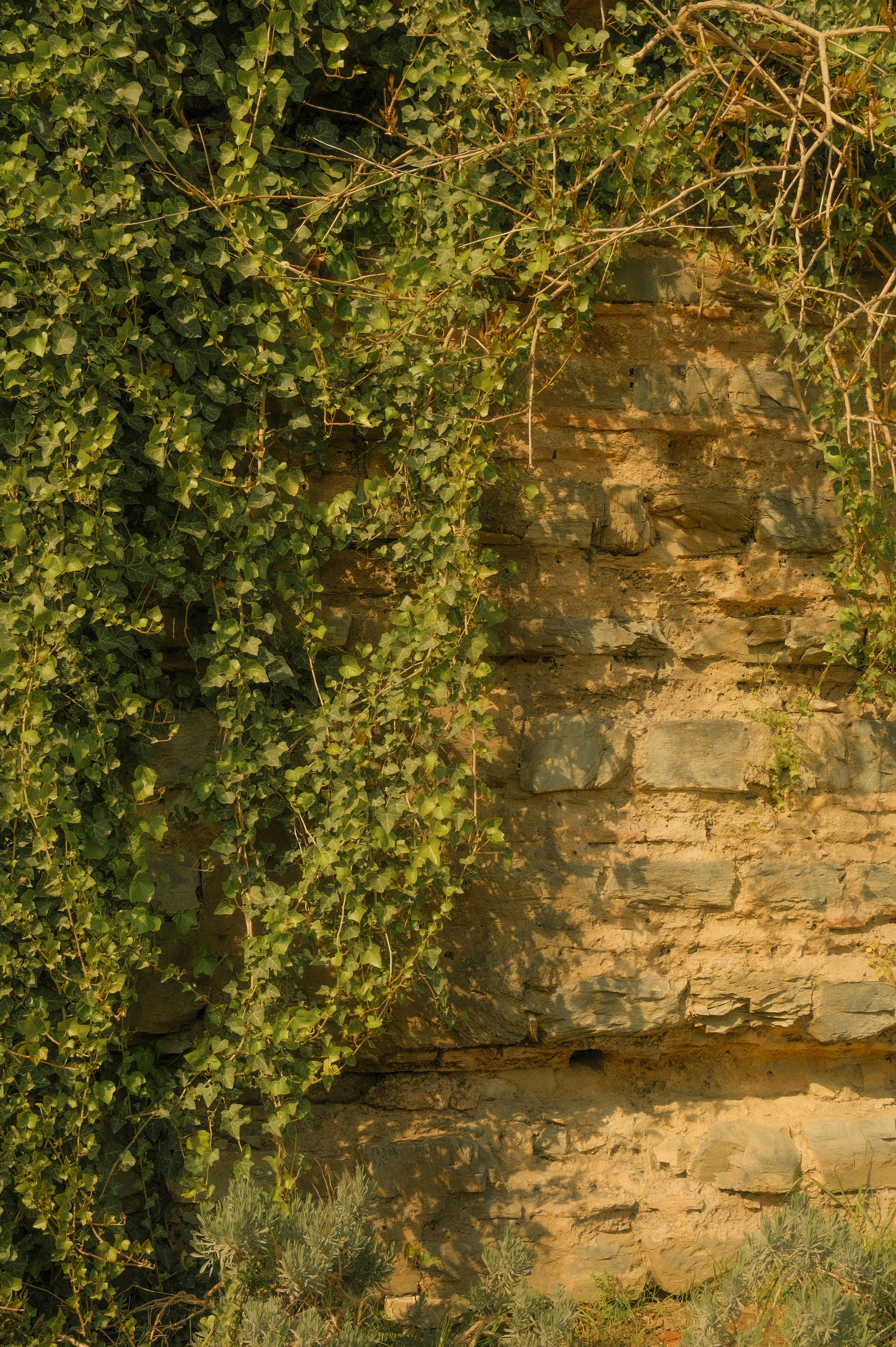 Ivy-Cloaked Stone Wall with Sunlit Texture