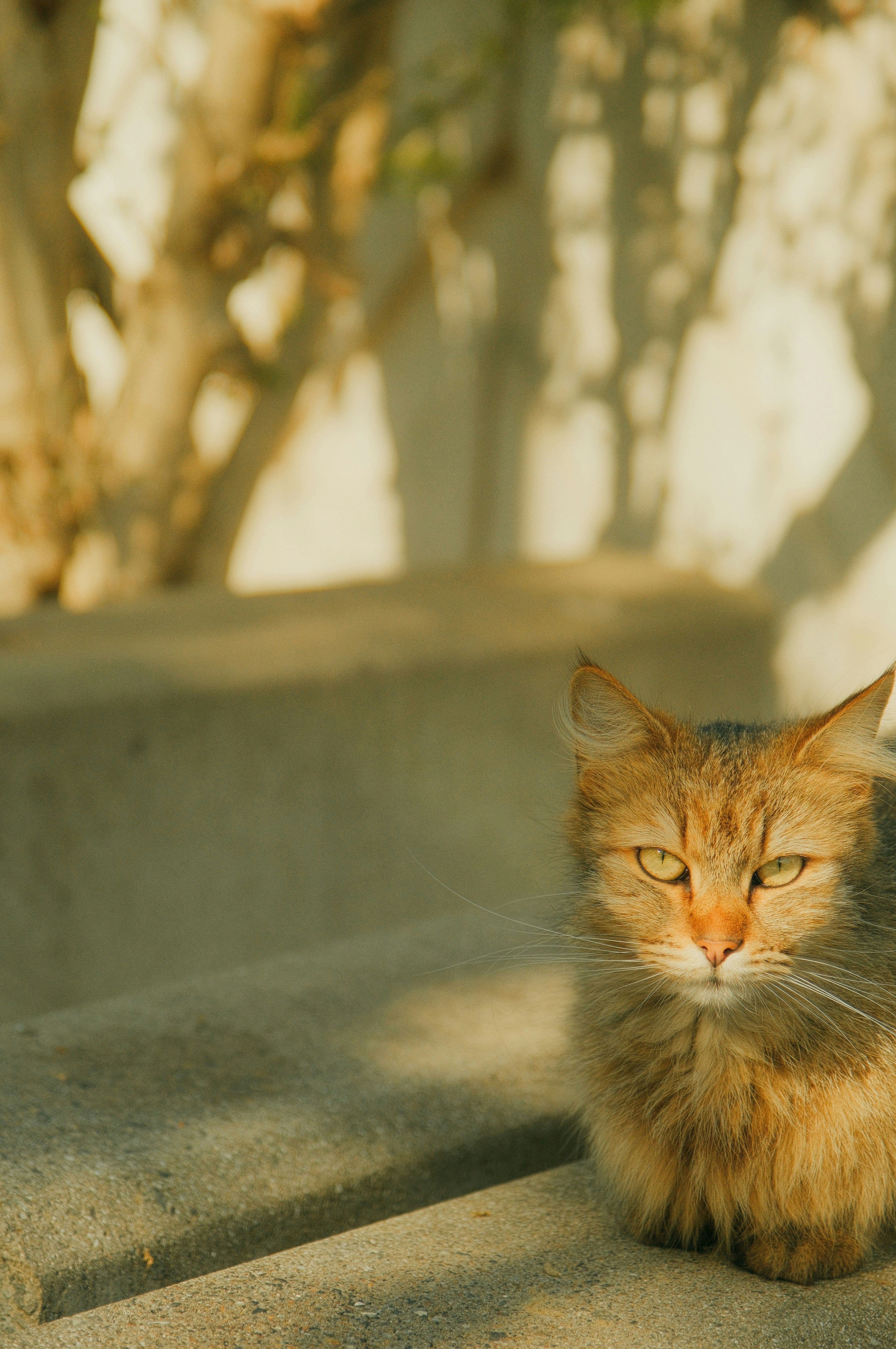 Sunlit Sedate Cat: A Quiet Moment on Concrete Steps