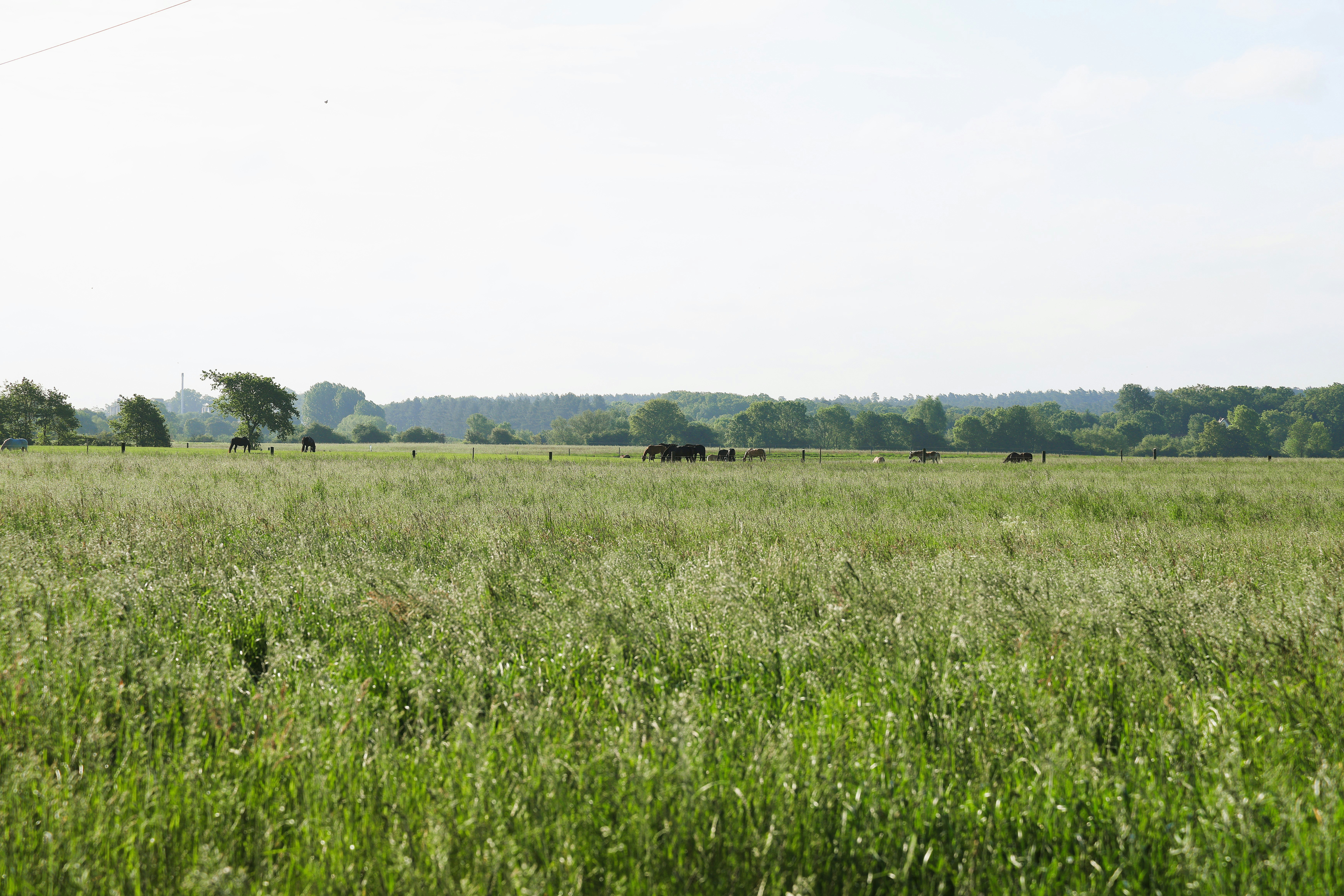 Pasture at Distant Horizon, Cattle Silhouettes Across Sunlit Meadow