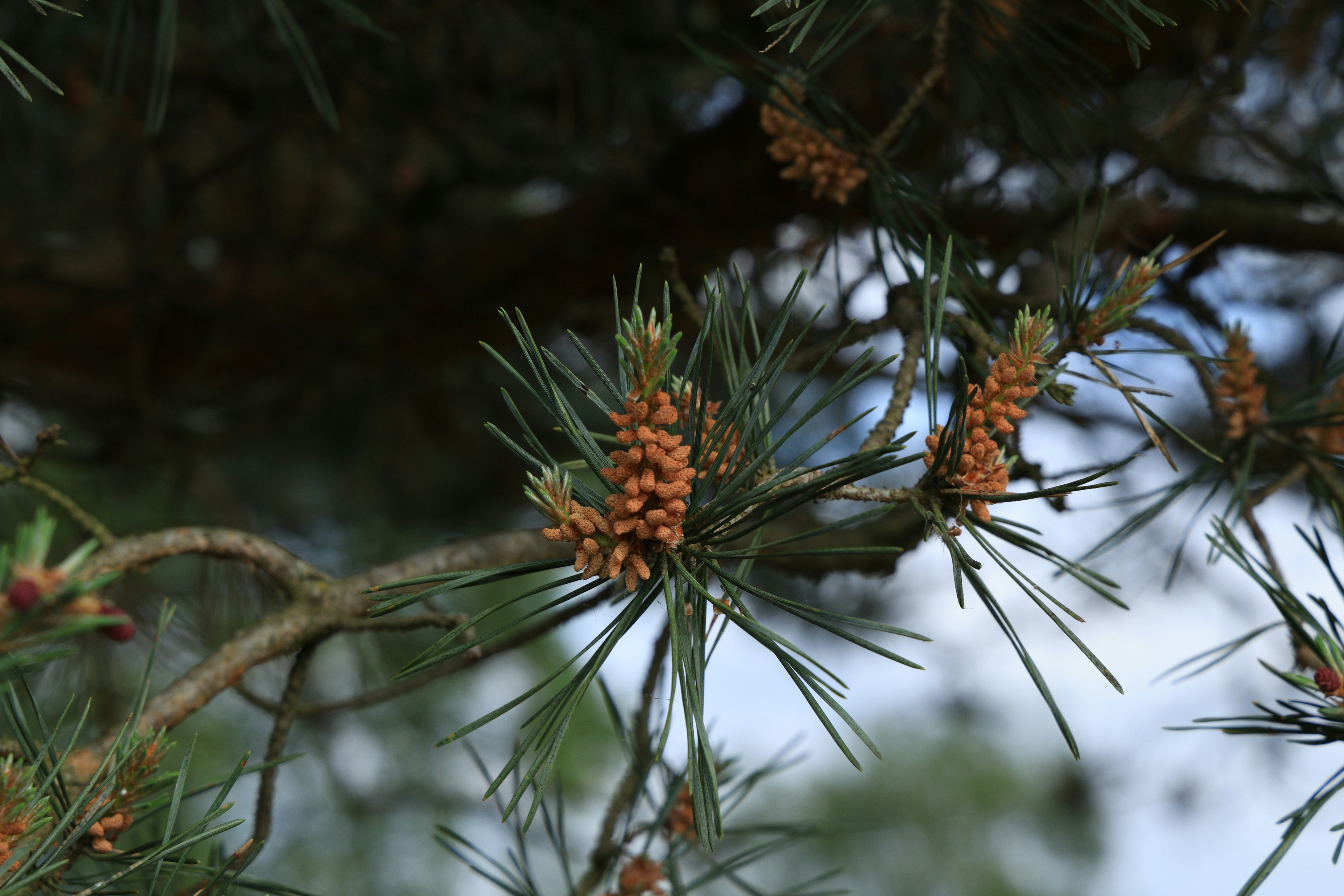 Pine Cone Cluster Framing a Quiet Branch