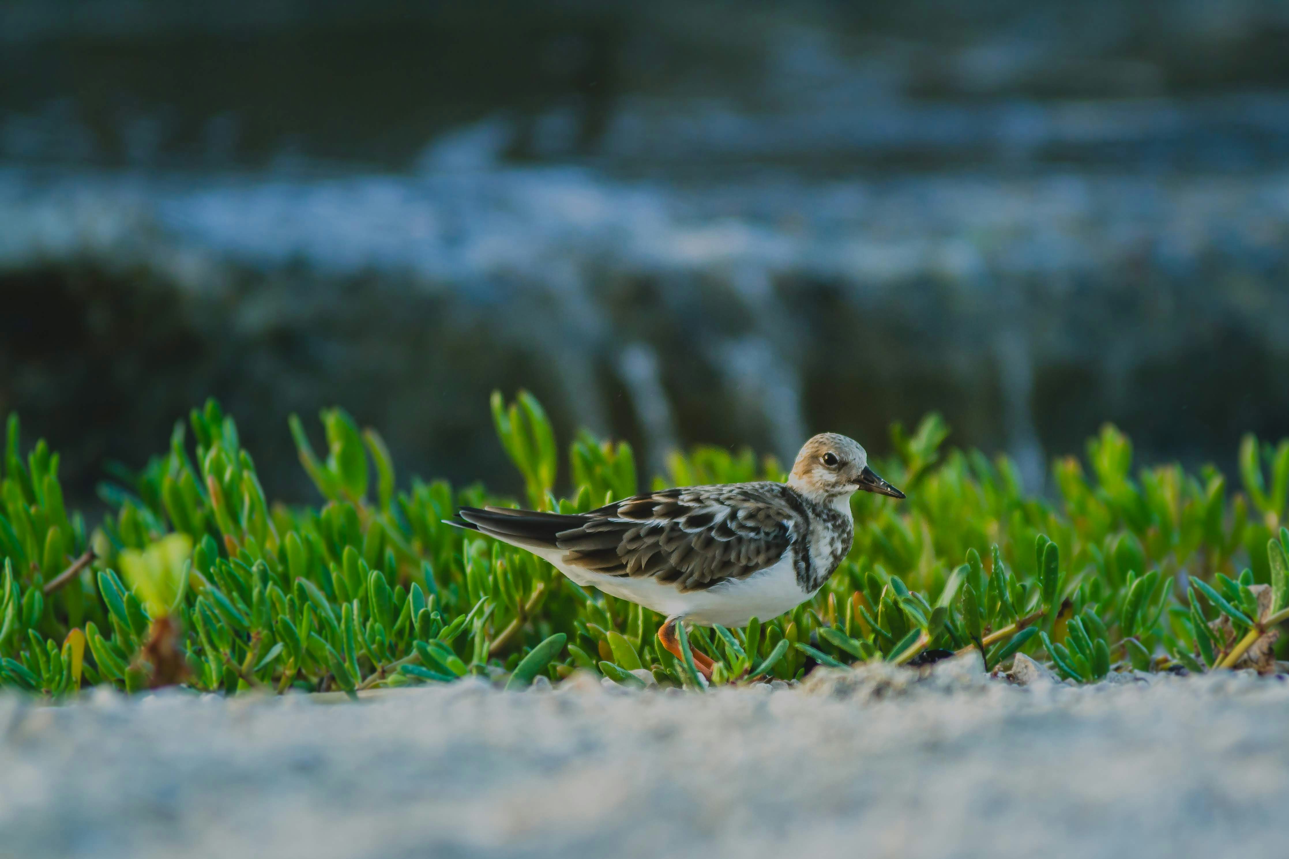 Little Shorebird on a Salt-Wandering Beach