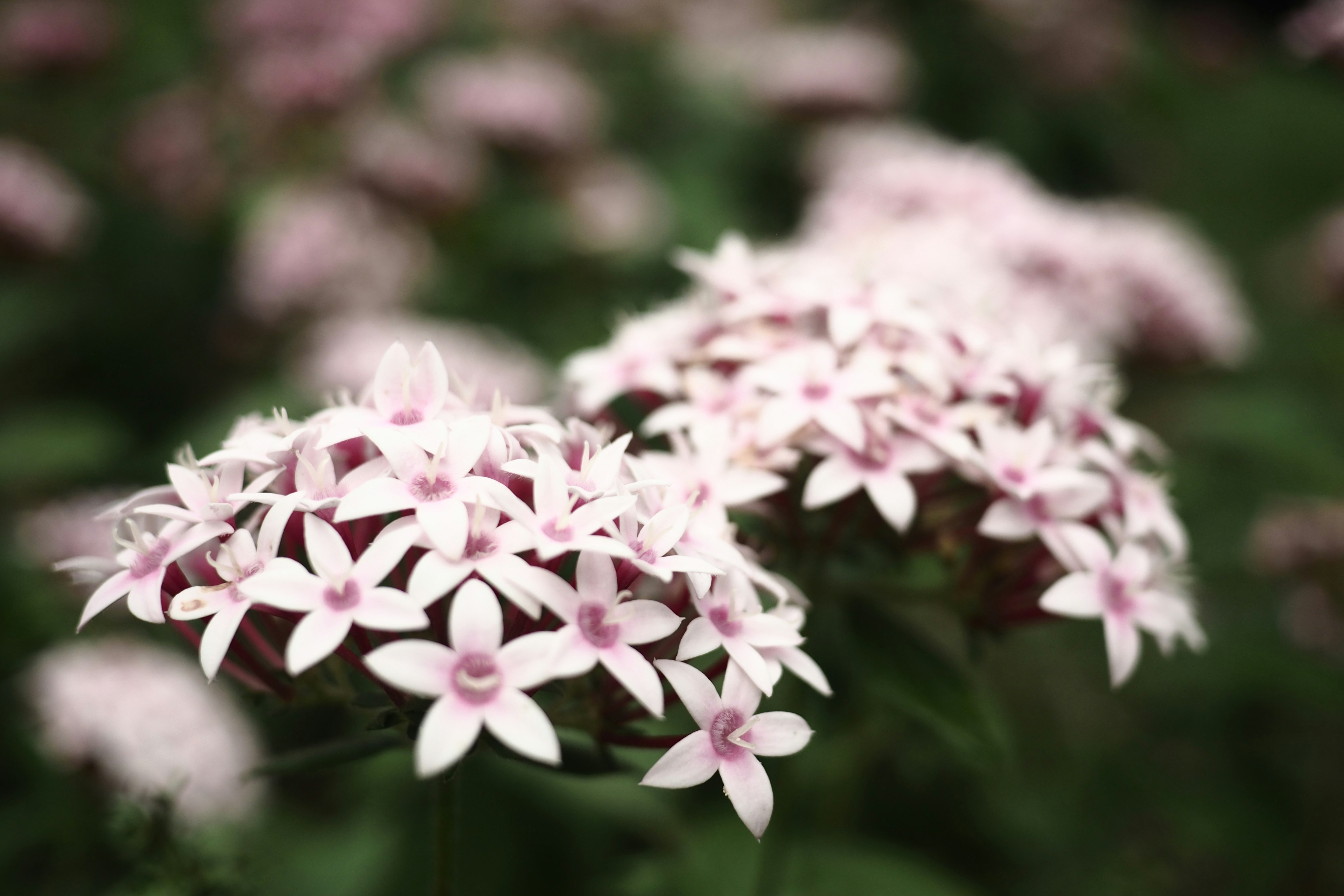 Soft Coral Clusters of Hydrangea-like Blossoms in Focused Foreground