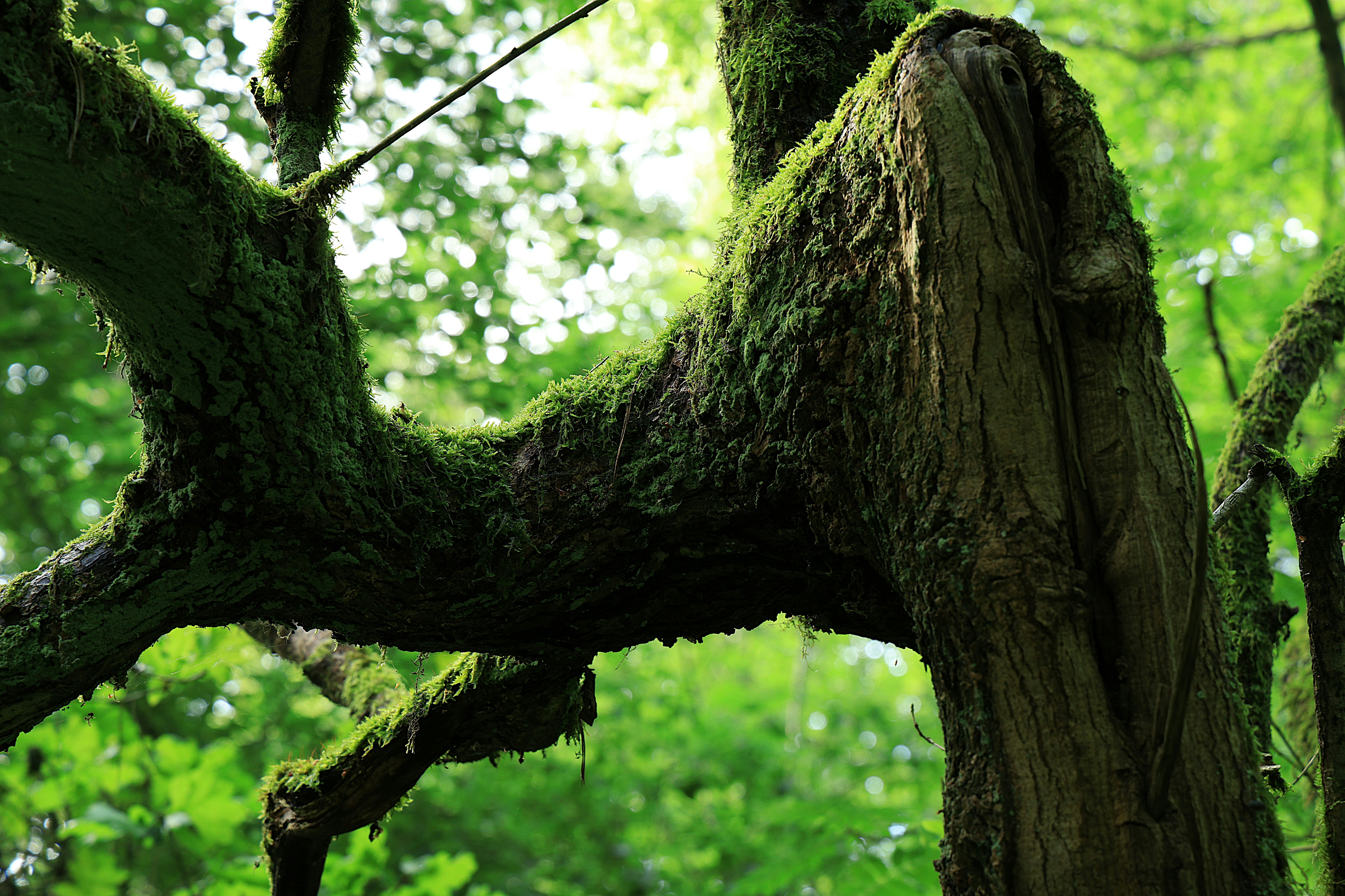 Moss-Cilled Branch Crossing a Verdant Carved Trunk