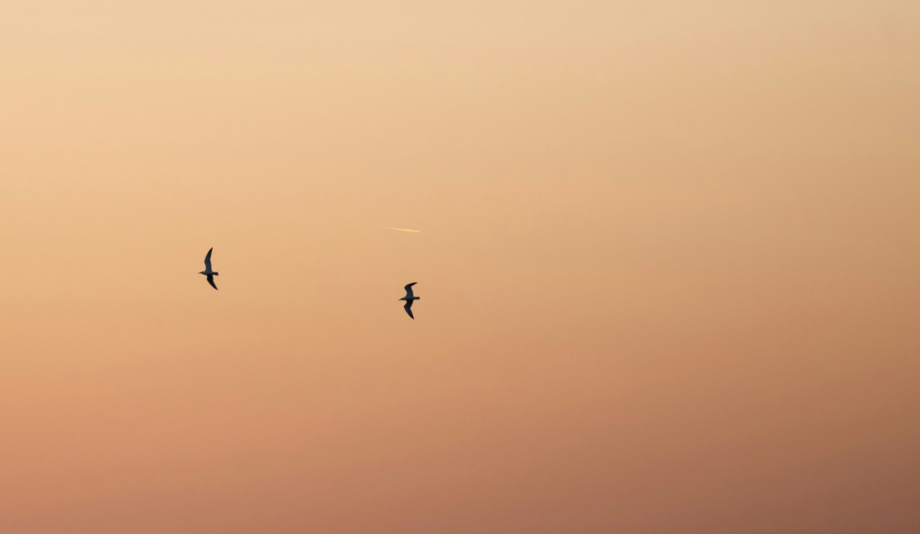 Two Seabirds Trace the Warm Horizon