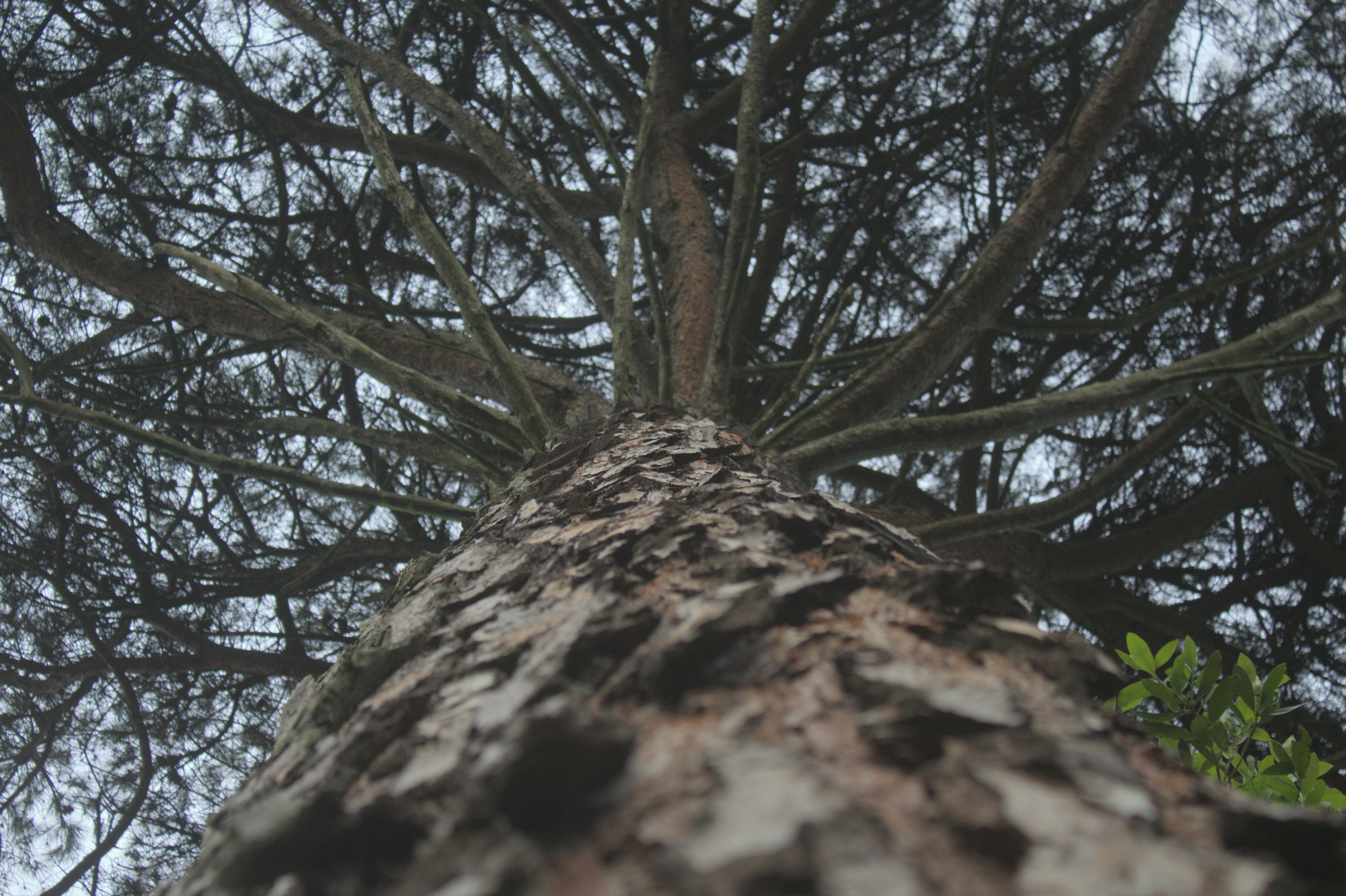 Tunnel of Skyward Bark: Climb through the Forest Lens