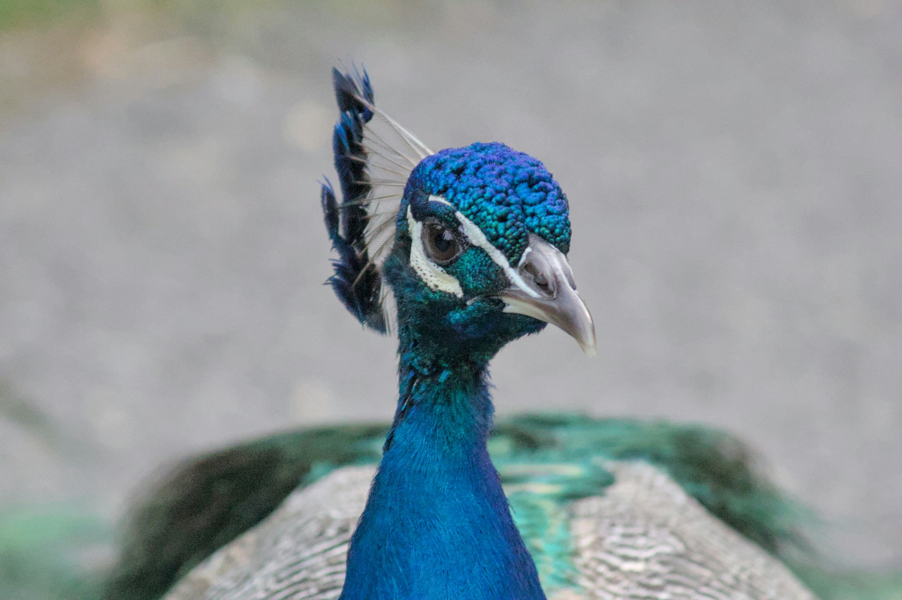 Emerald Crown: The Peacock's Forward Gaze
