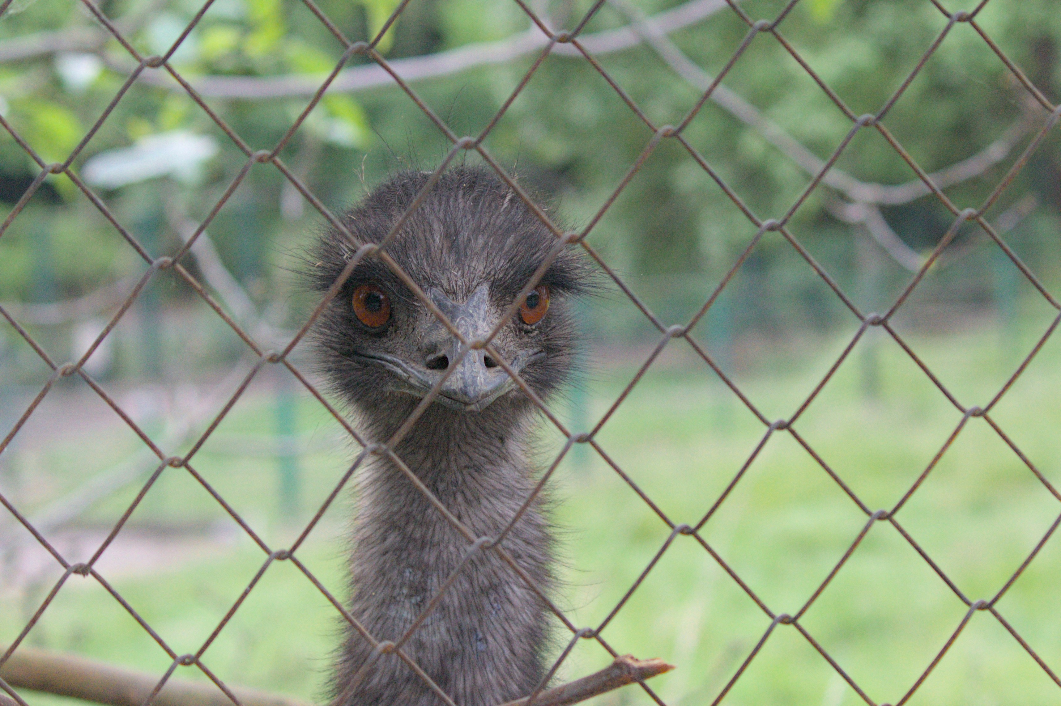 Curious Lens-Clotched Stare: Ostrich Behind Chain-Link
