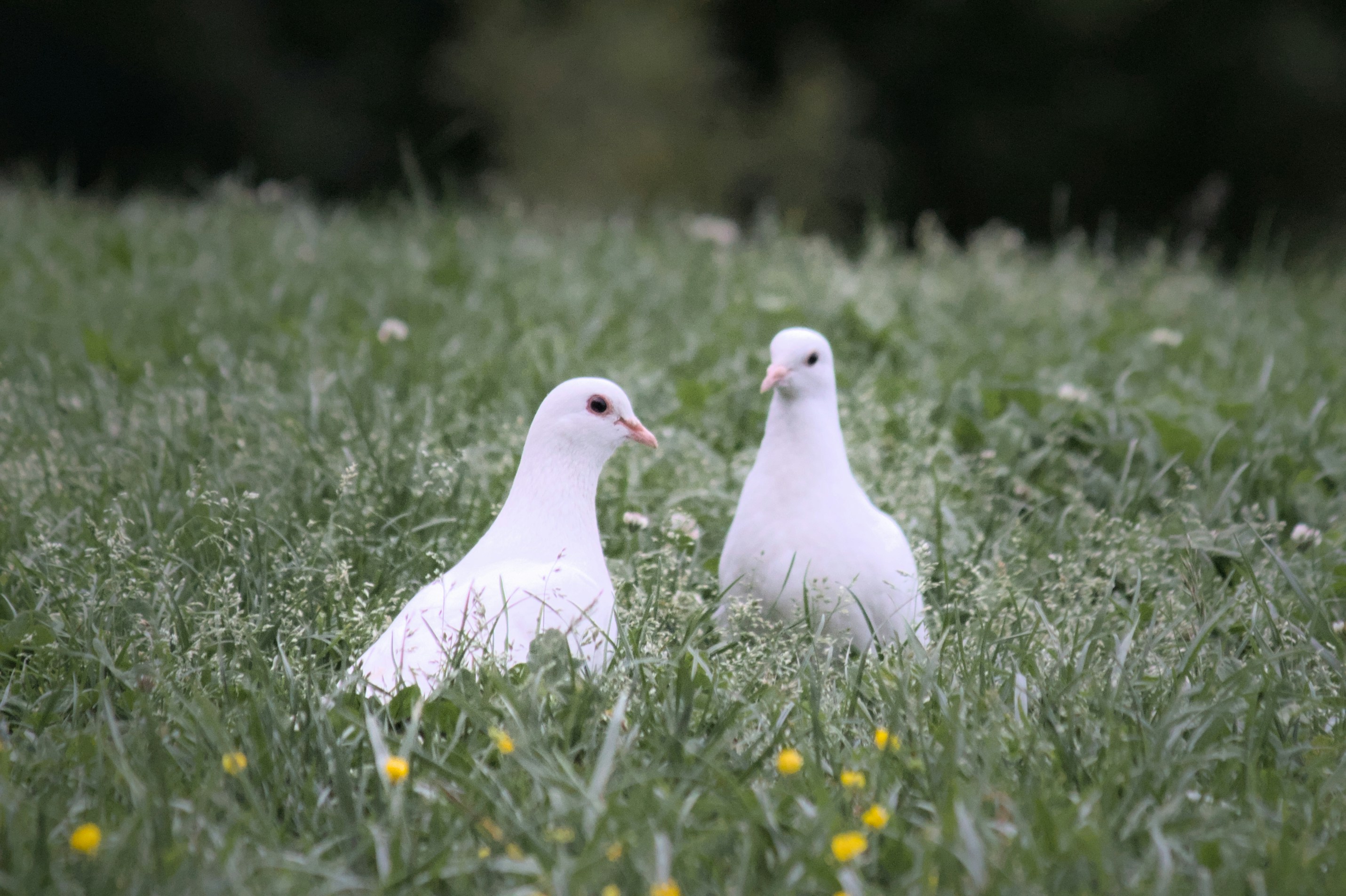 Two White Doves in a Field of Dandelions