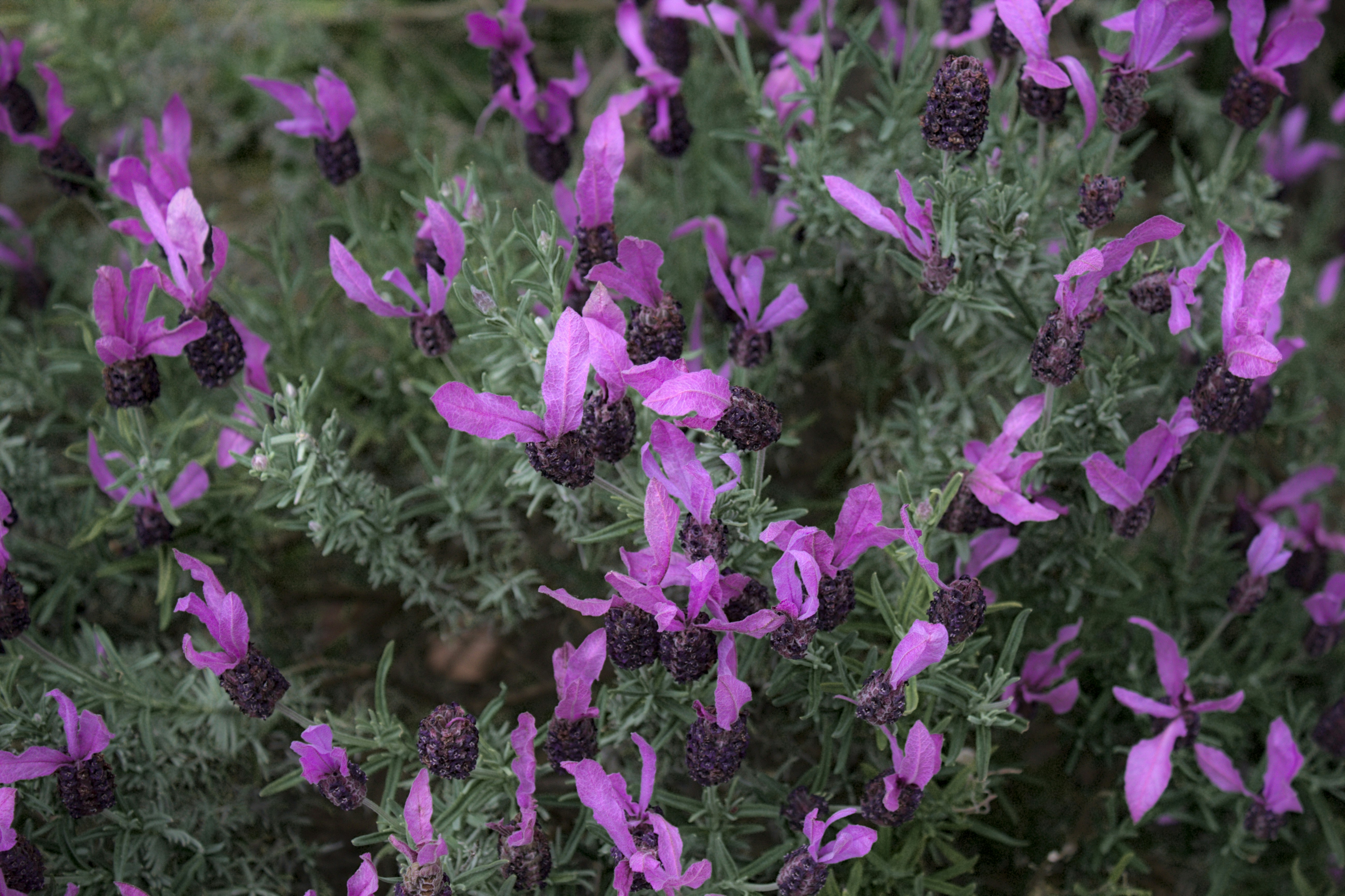 Purple bloom tapestry: lavender-like spikes weaving through green foliage