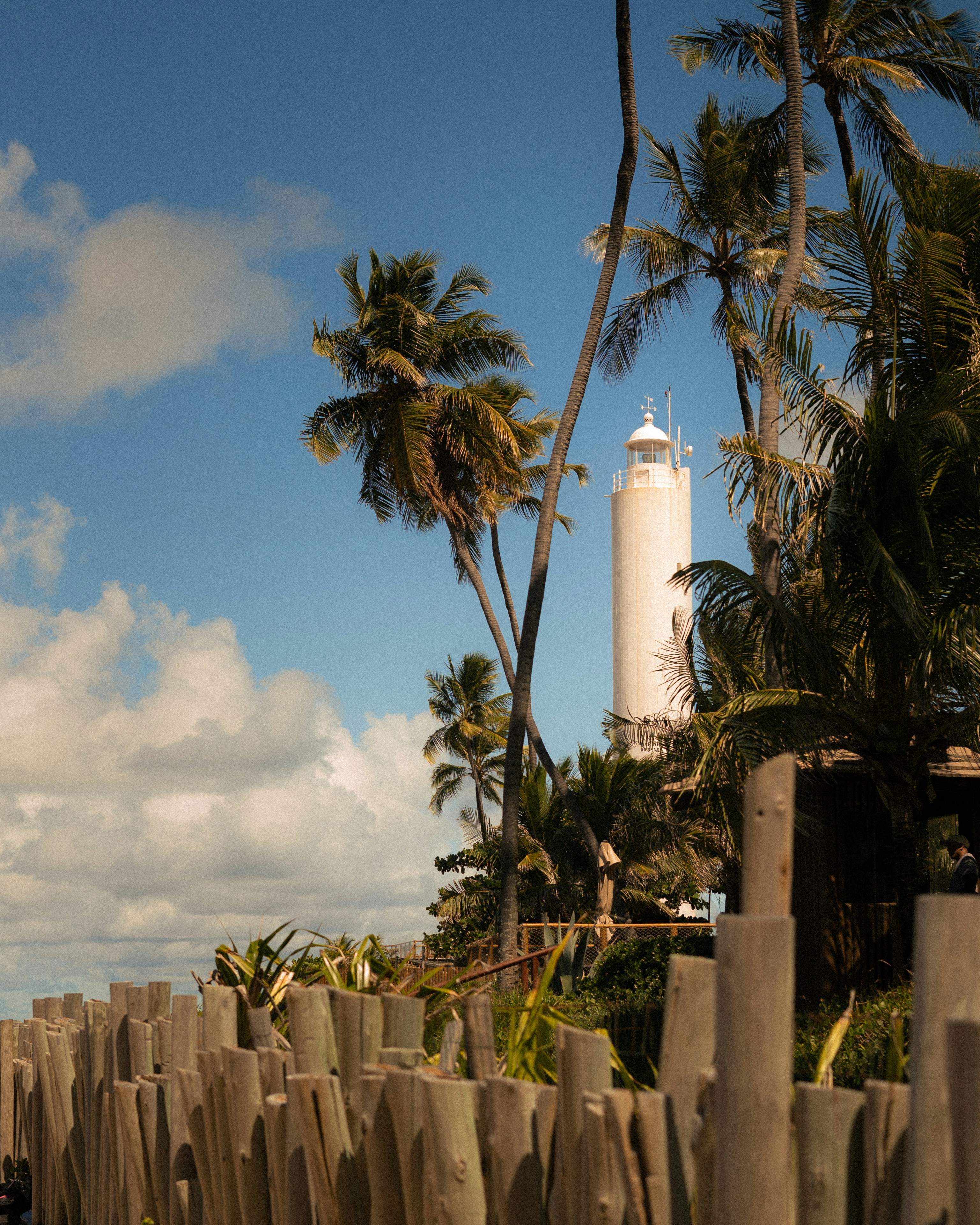 Lighthouse Among Palms: Coastal Vista Framed by Weathered Pickets