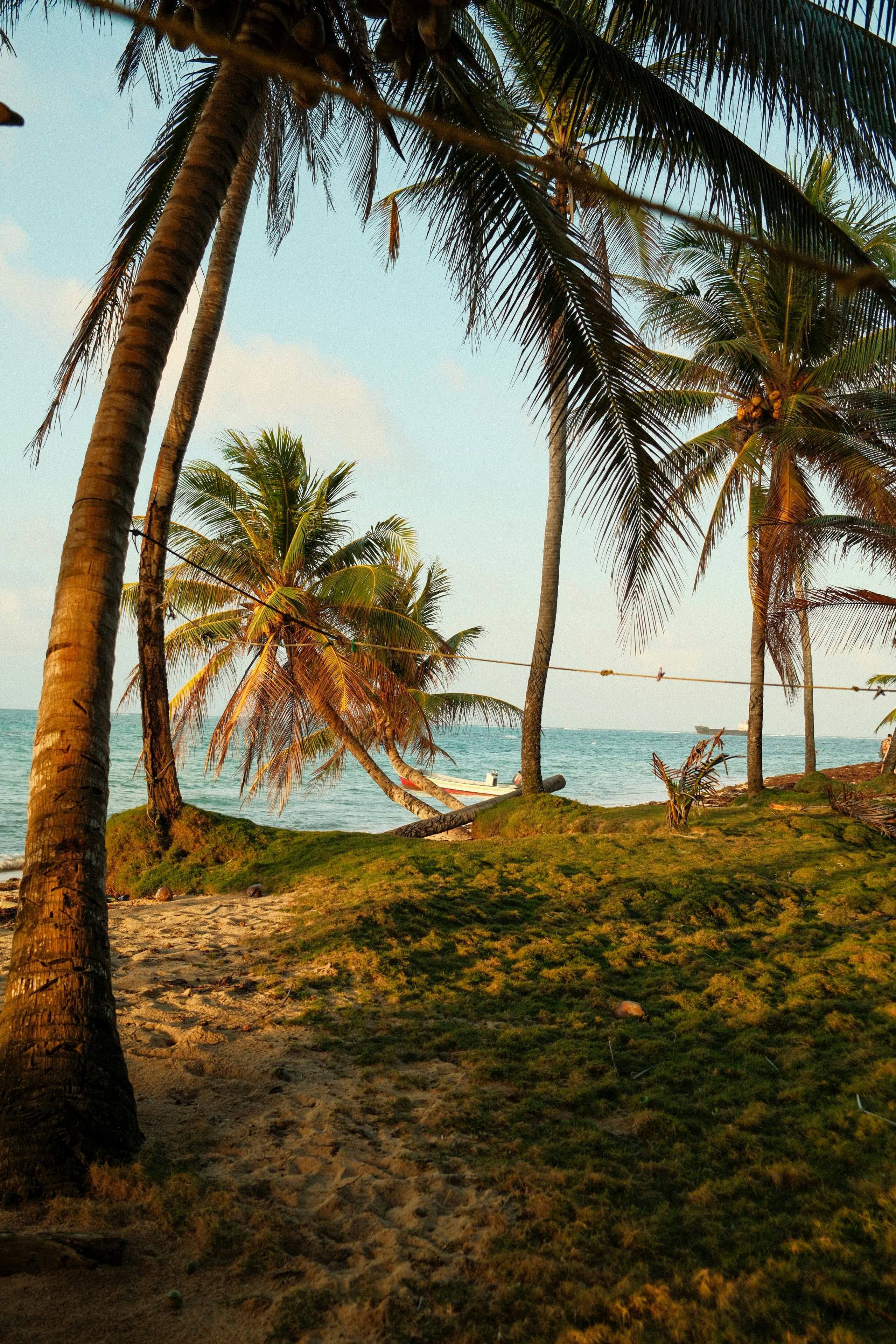 Palm-fringed shoreline under a calm turquoise sky