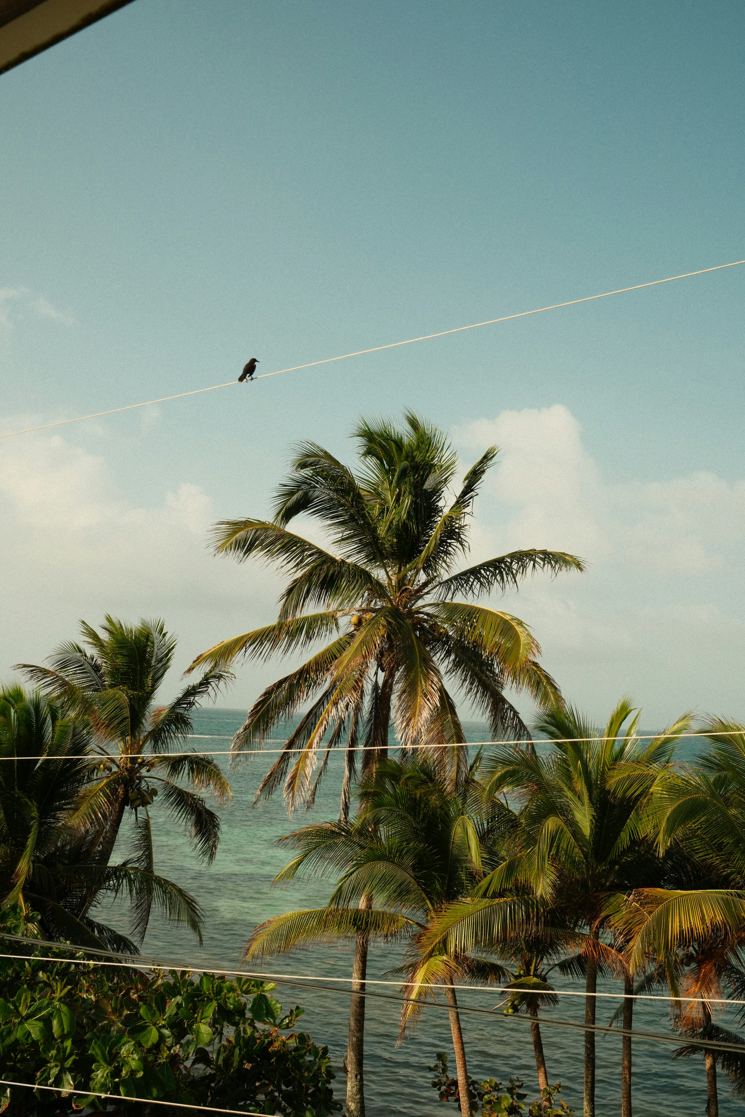 Palm-lined horizon: lone bird crossing a tropical wire