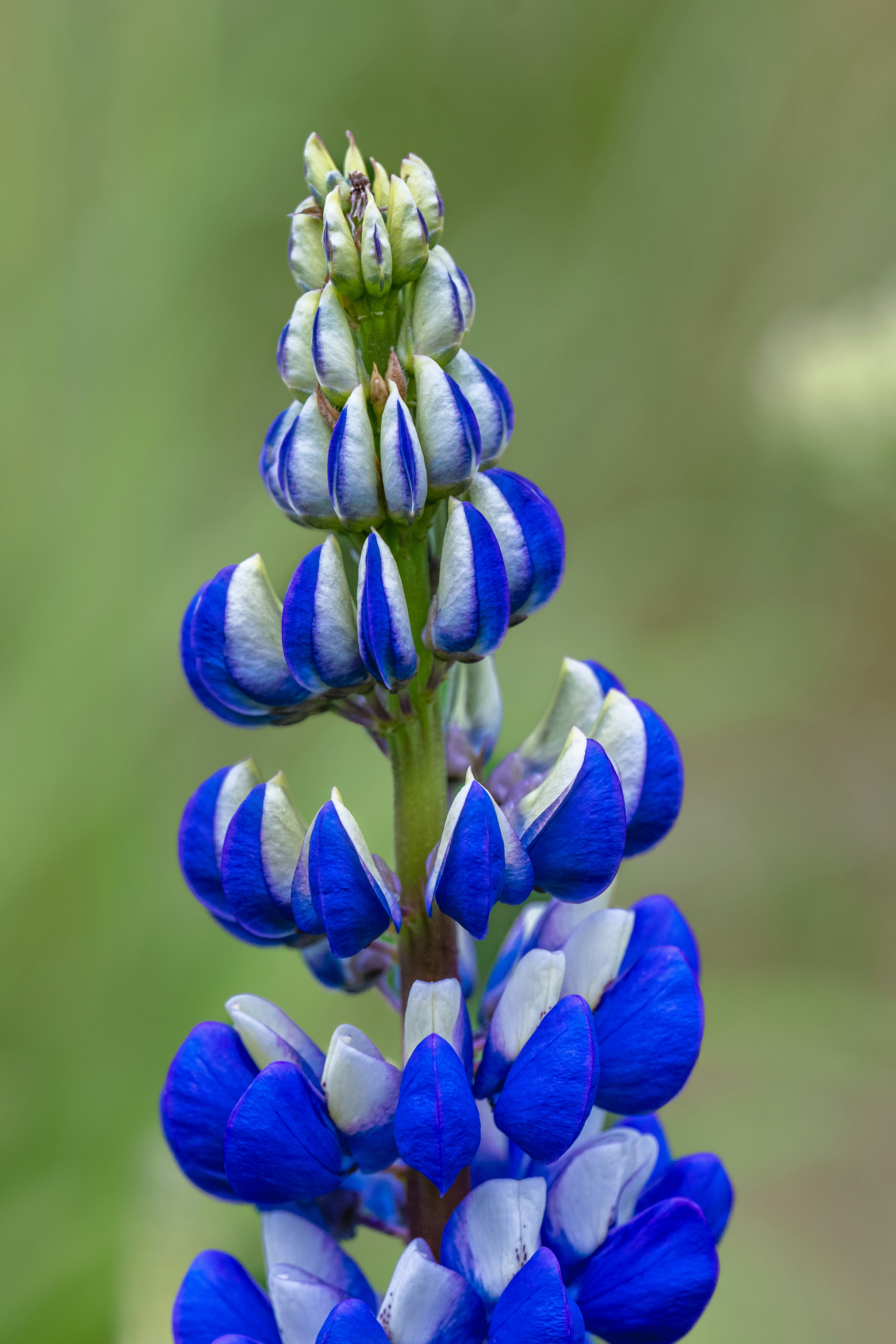 Blue Lupine Ascending: A Close-Up of Indigo Petals in Quiet Fields