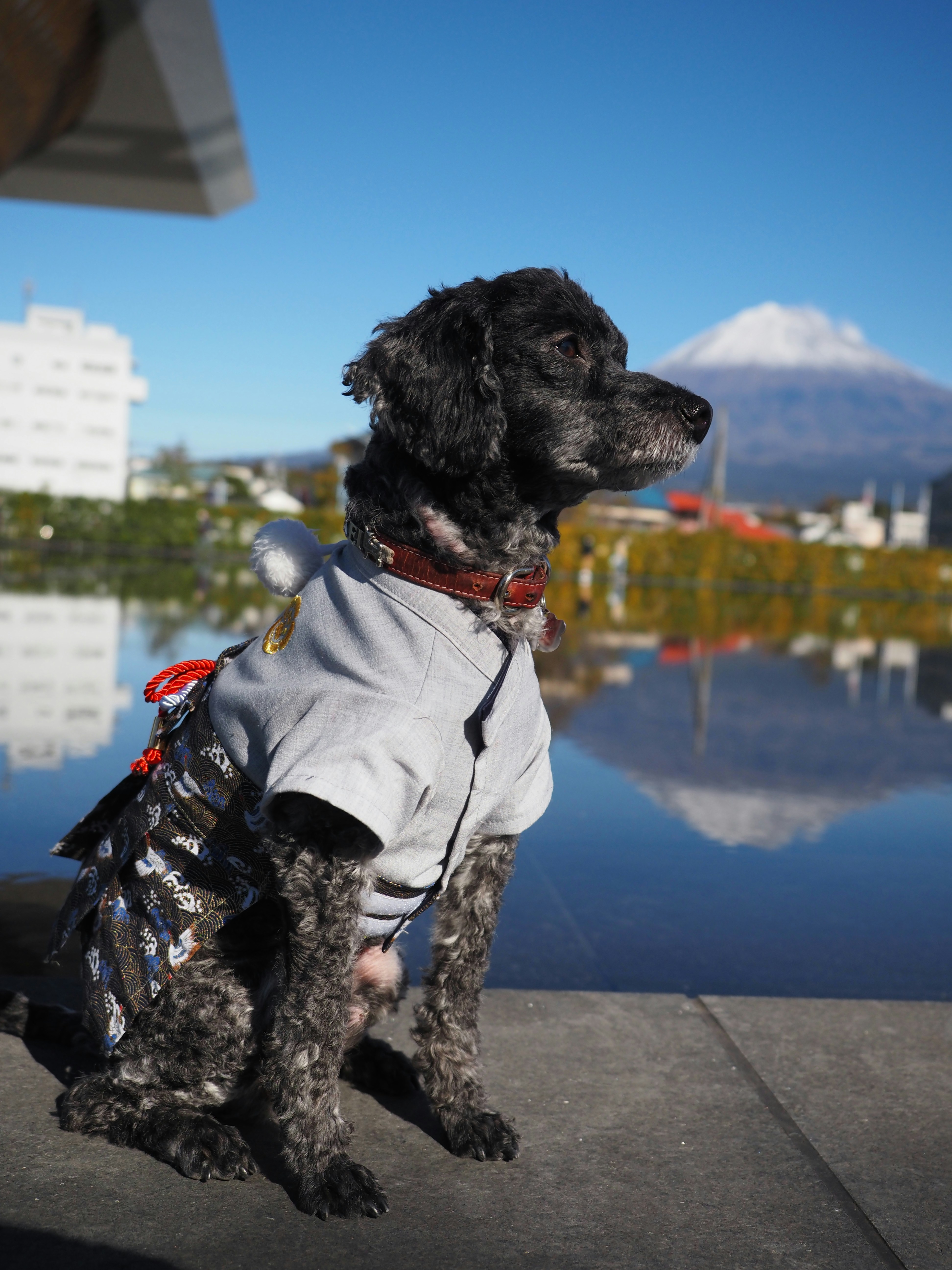 Profile of a Dignified Pooch: Quiet Confidence by the Water