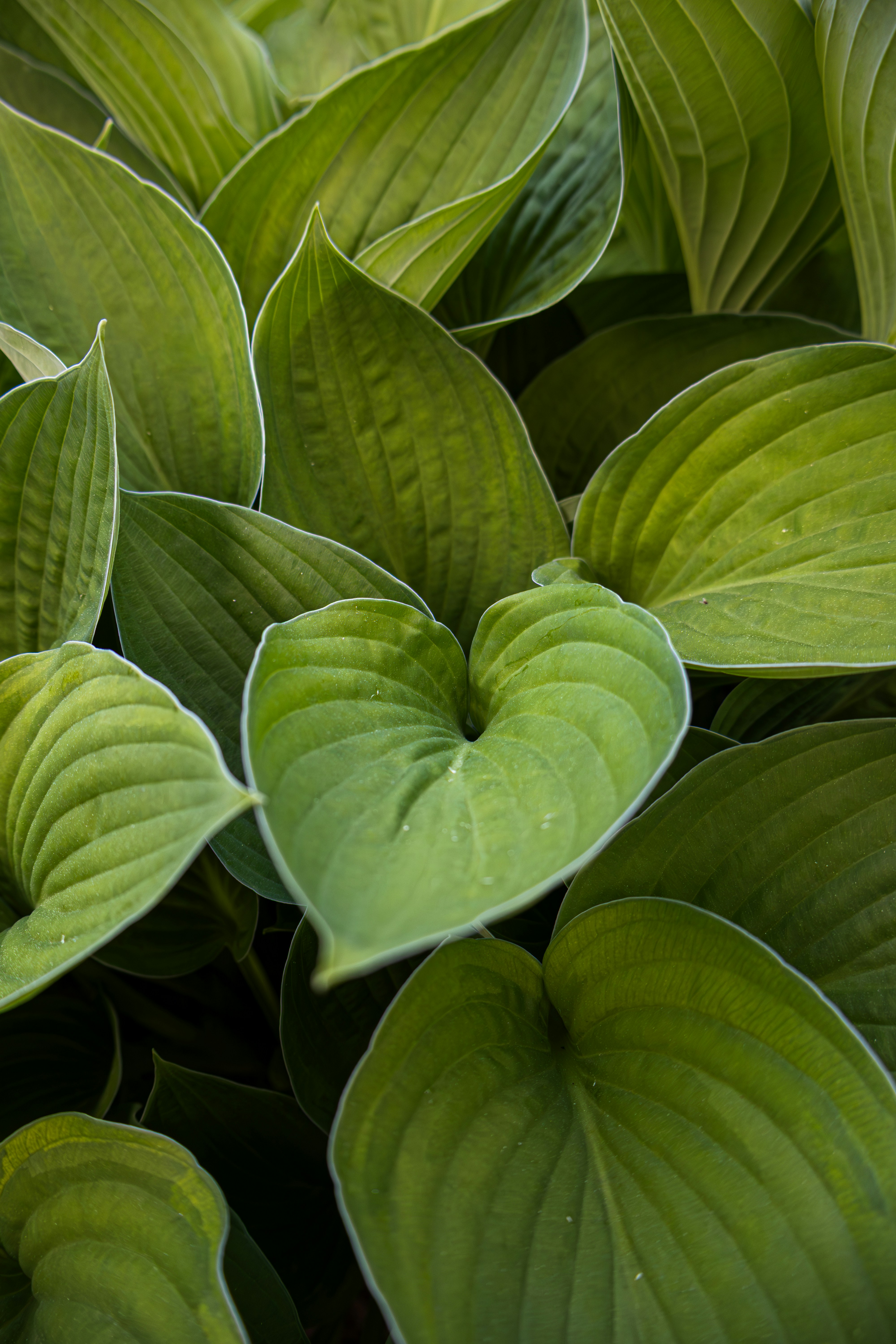 Emerald Waves: Close-up of Heart-shaped Hosta Leaves