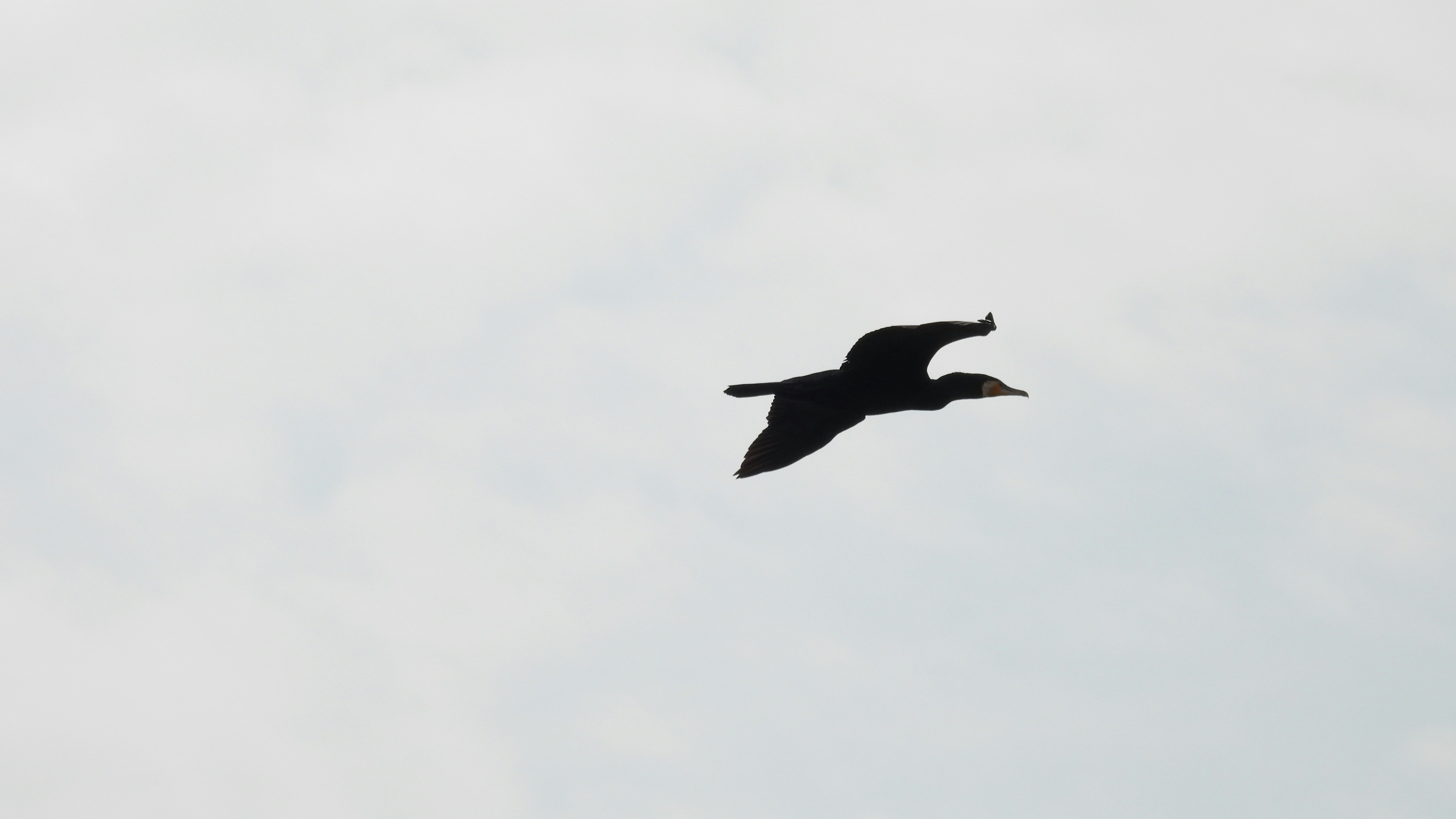 Silhouette of a Seabird Soaring Against a Bright Sky