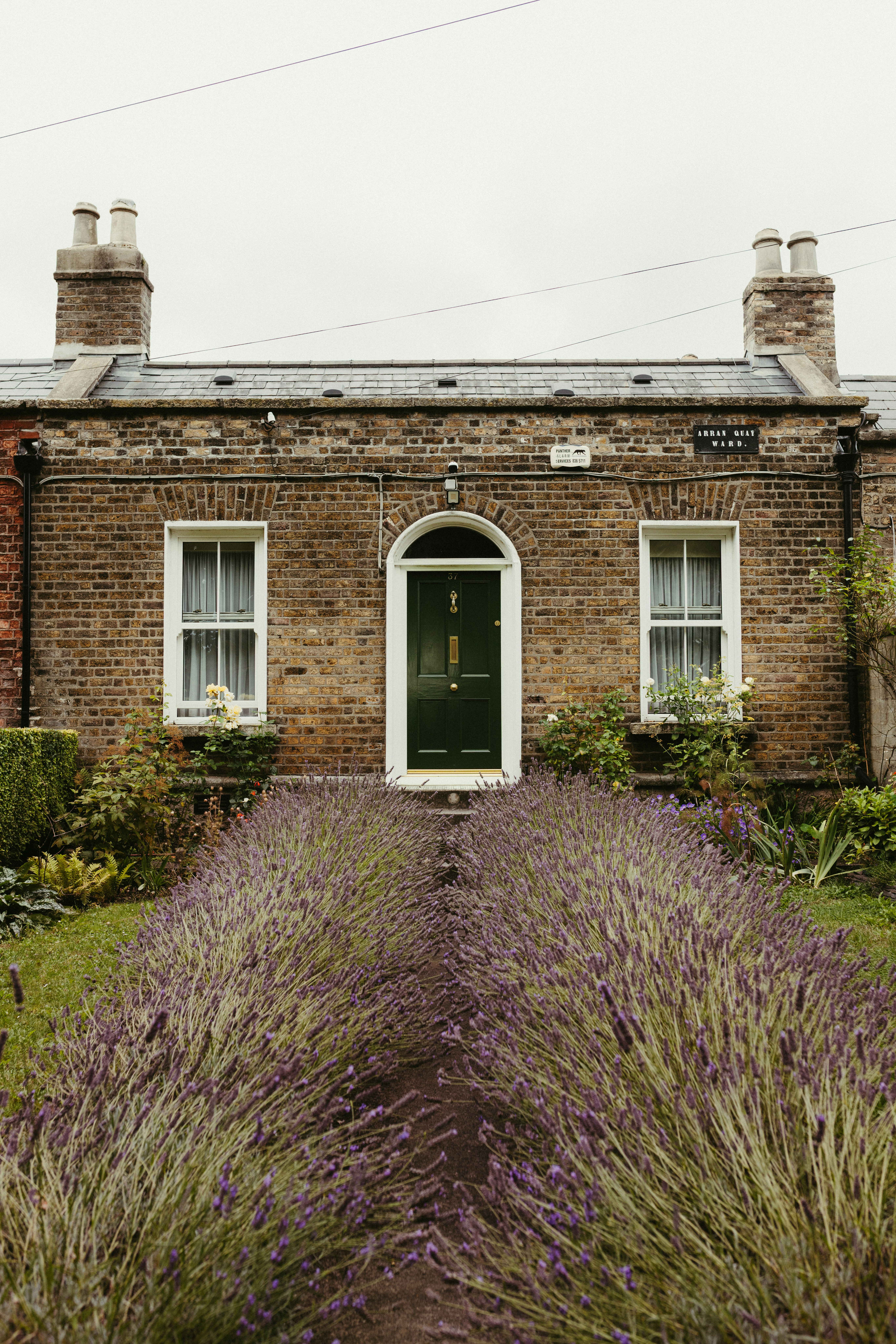 Lavender Avenue: A Brick Cottage Framed by Purple Rows
