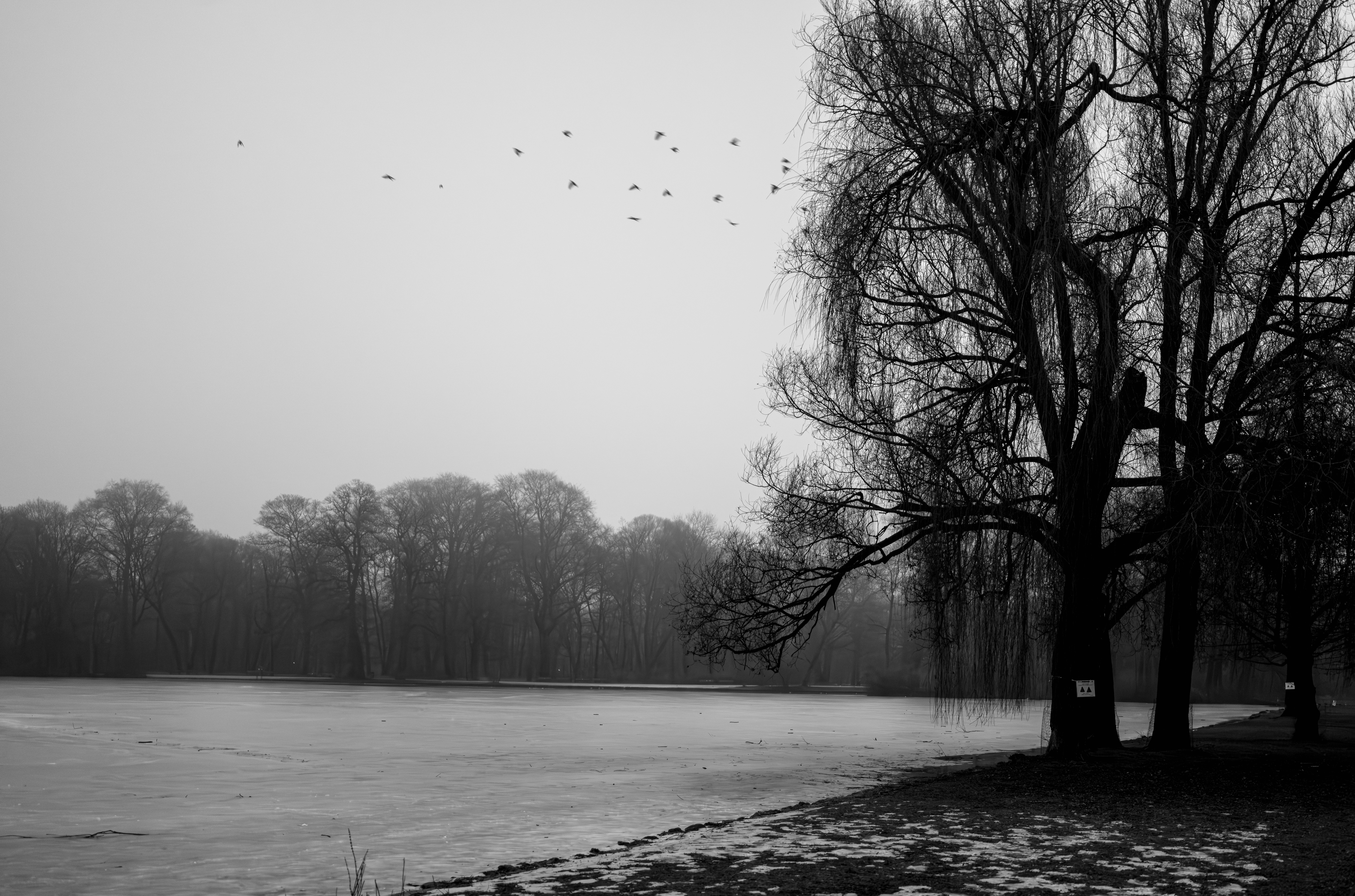 Winter by the Lake: Silent Trees and Migrating Birds