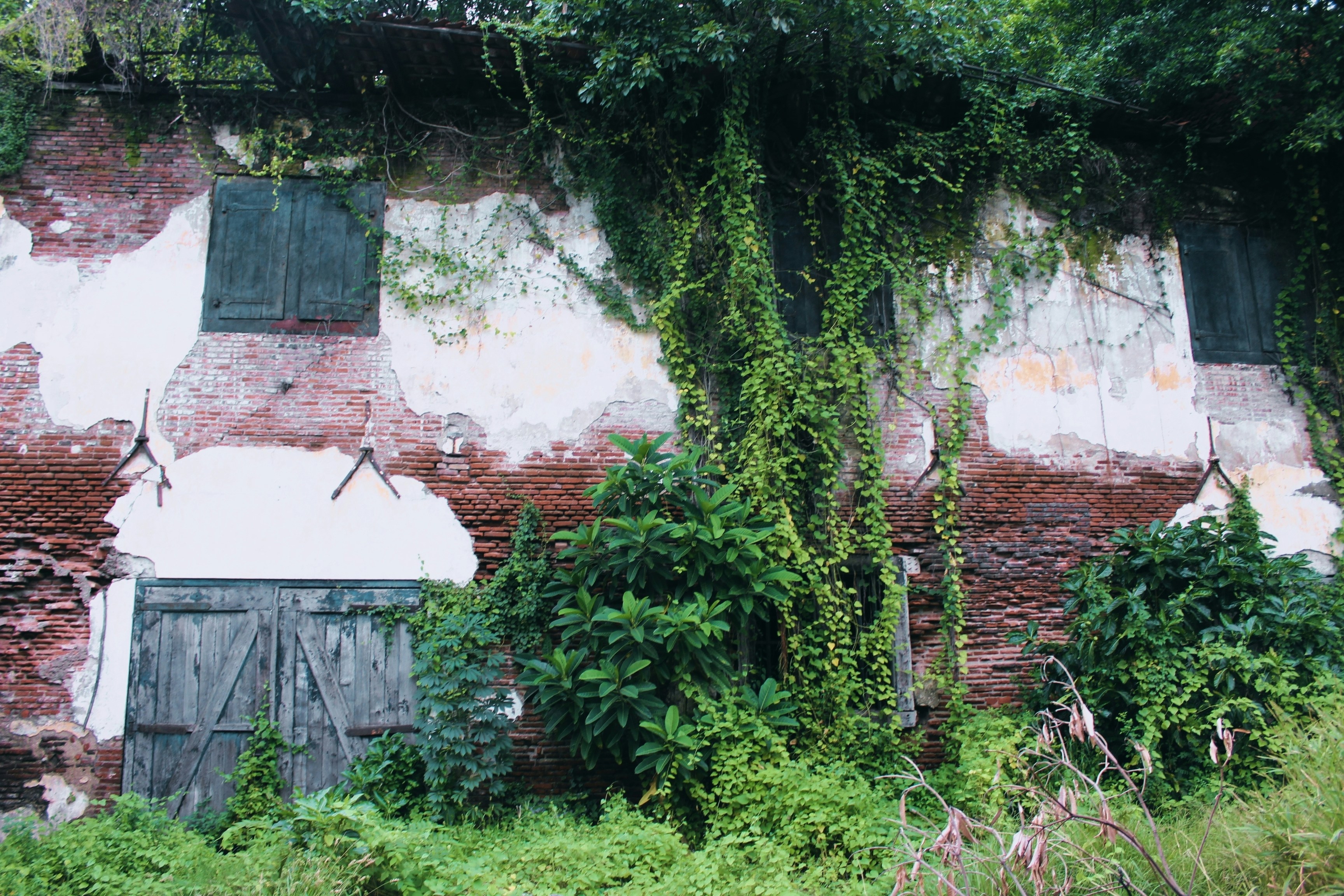 Overgrown Facade: Ivy Veils a Weathered Brick Wall with Distressed Shutters