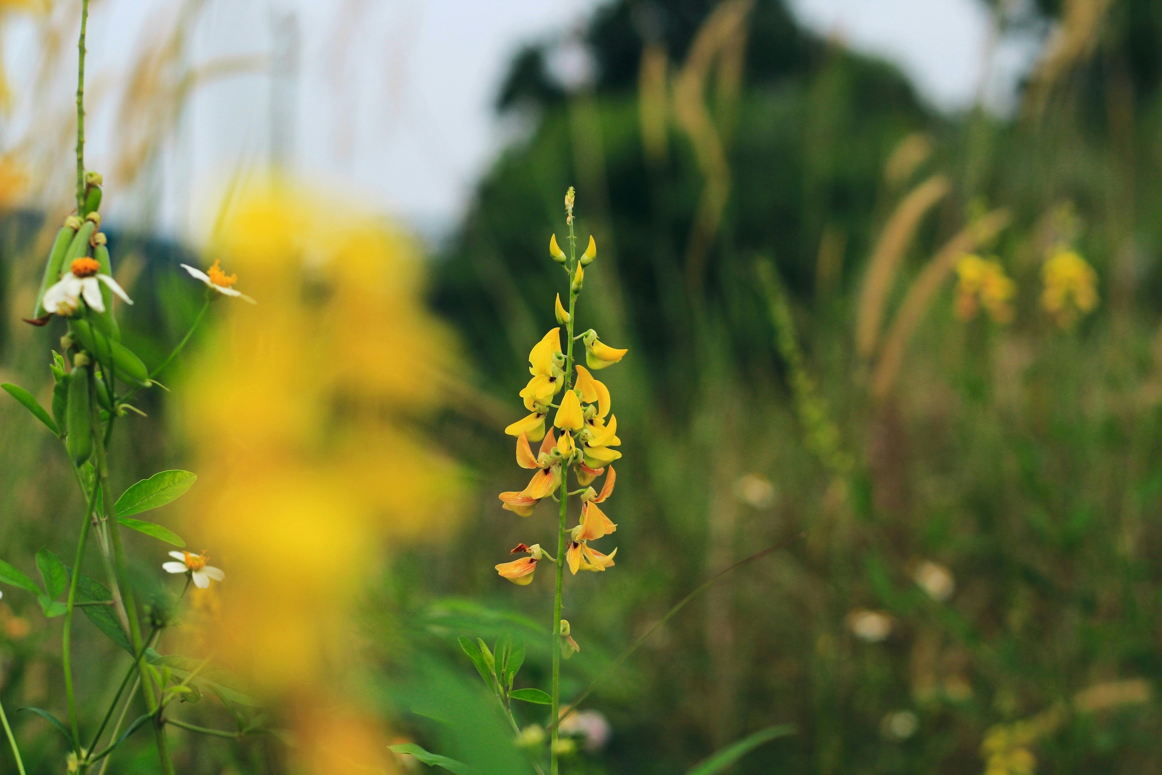 Yellow Wildflower in a Soft-Focus Meadow