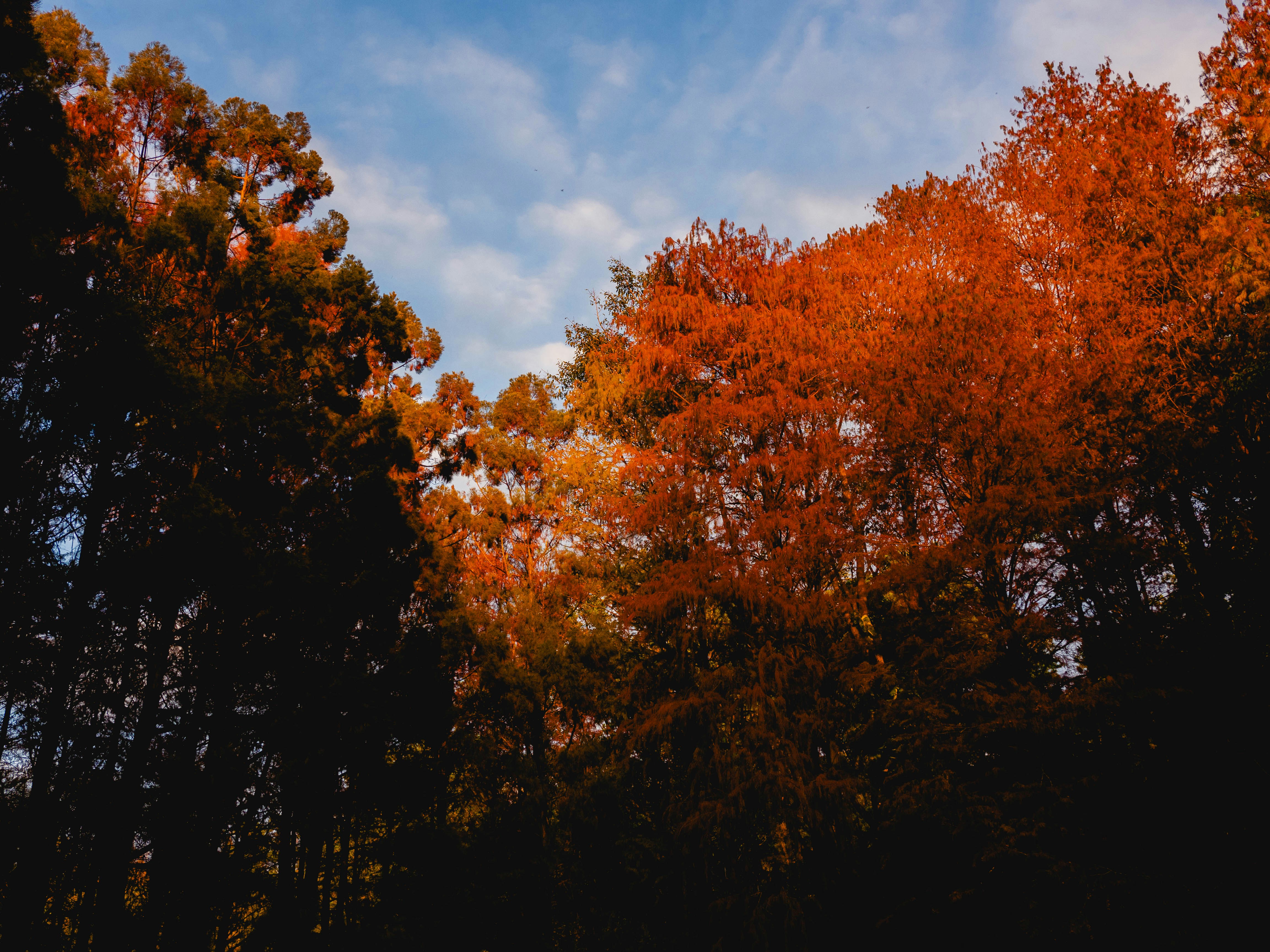 Autumn Crown: Sunlit Treeline in Clear Sky