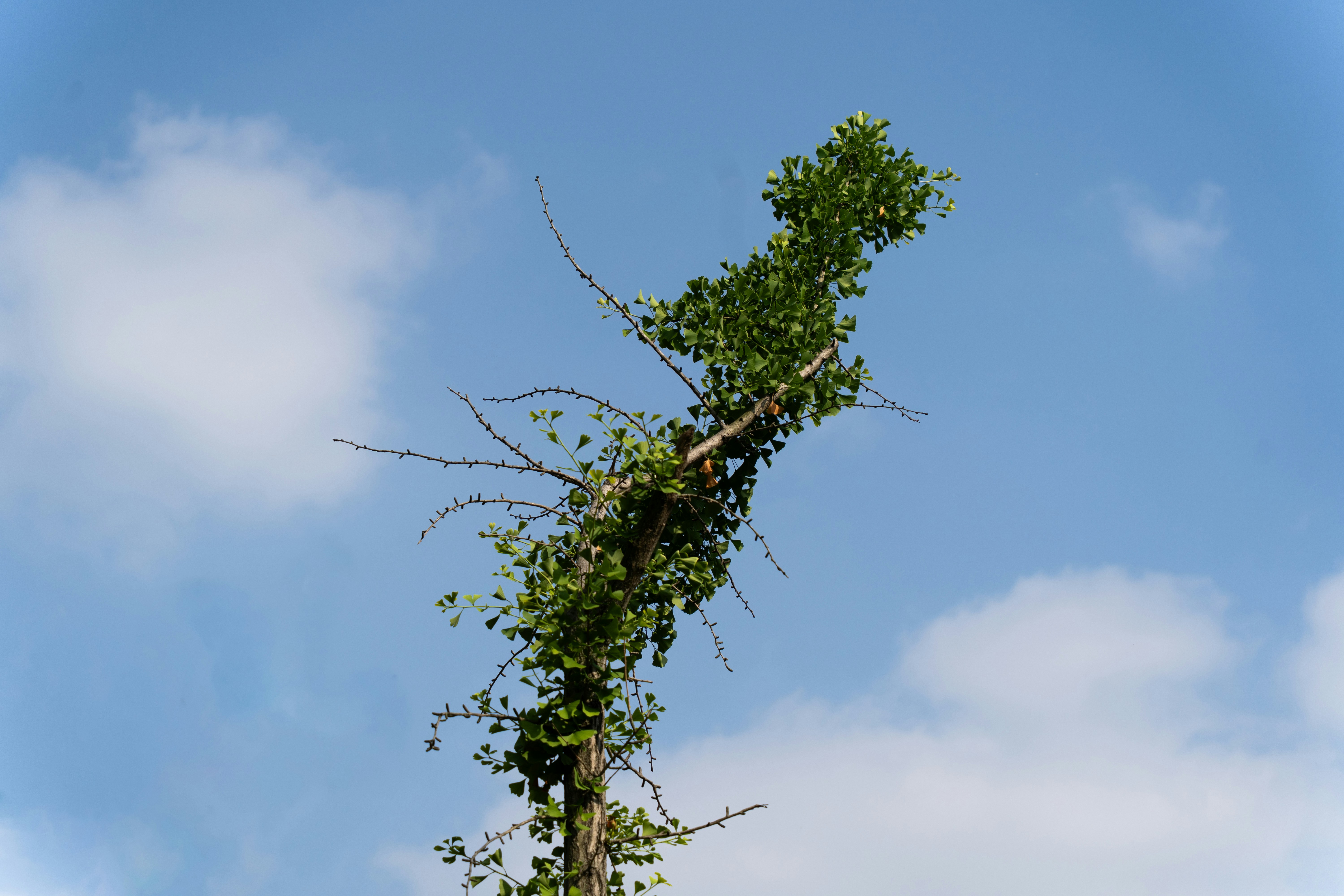Rising Vine-Crowned Branch Reaches Toward a Harsh Blue Sky