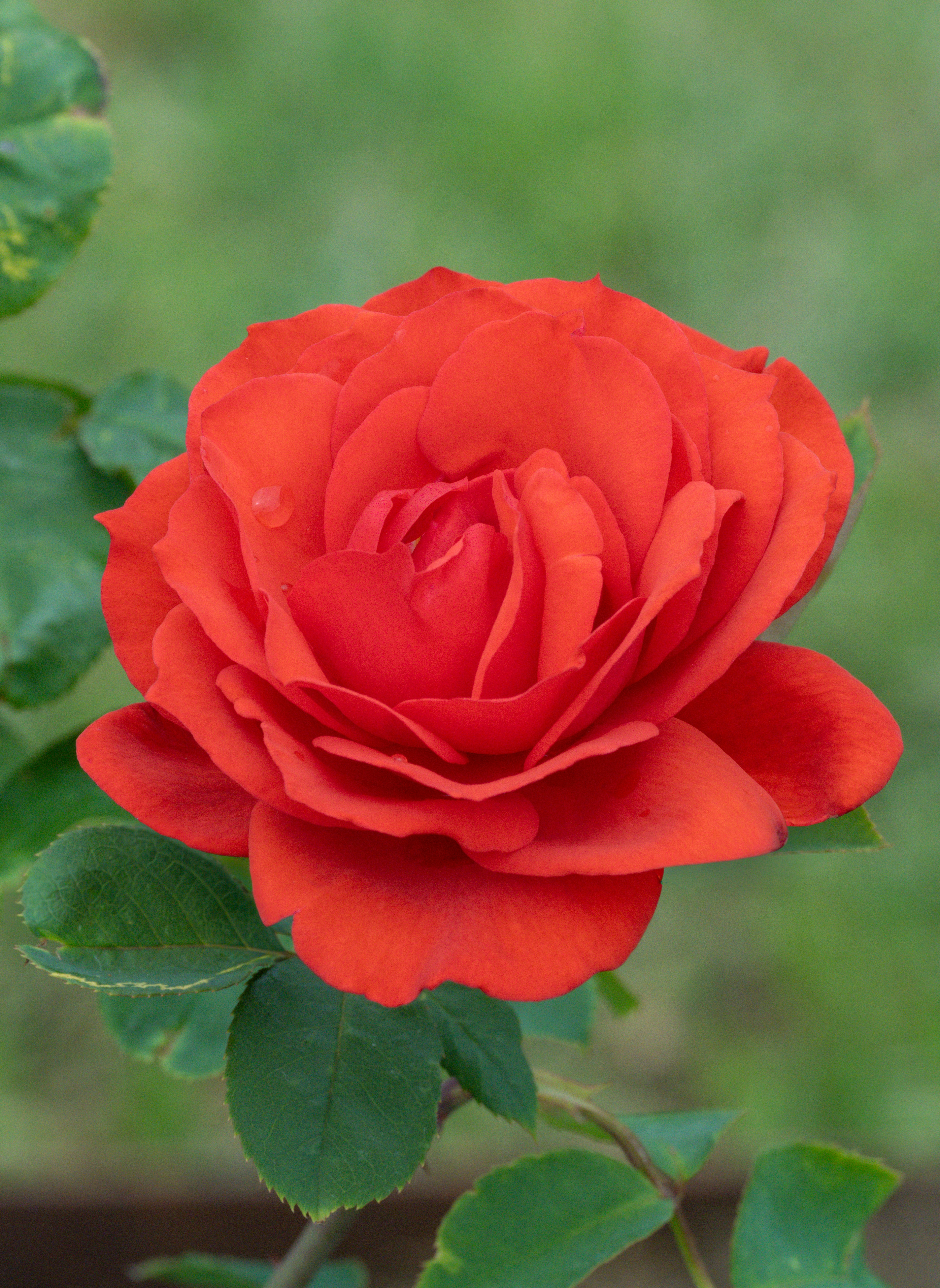 Blooming Flame: a vivid red rose in crisp focus