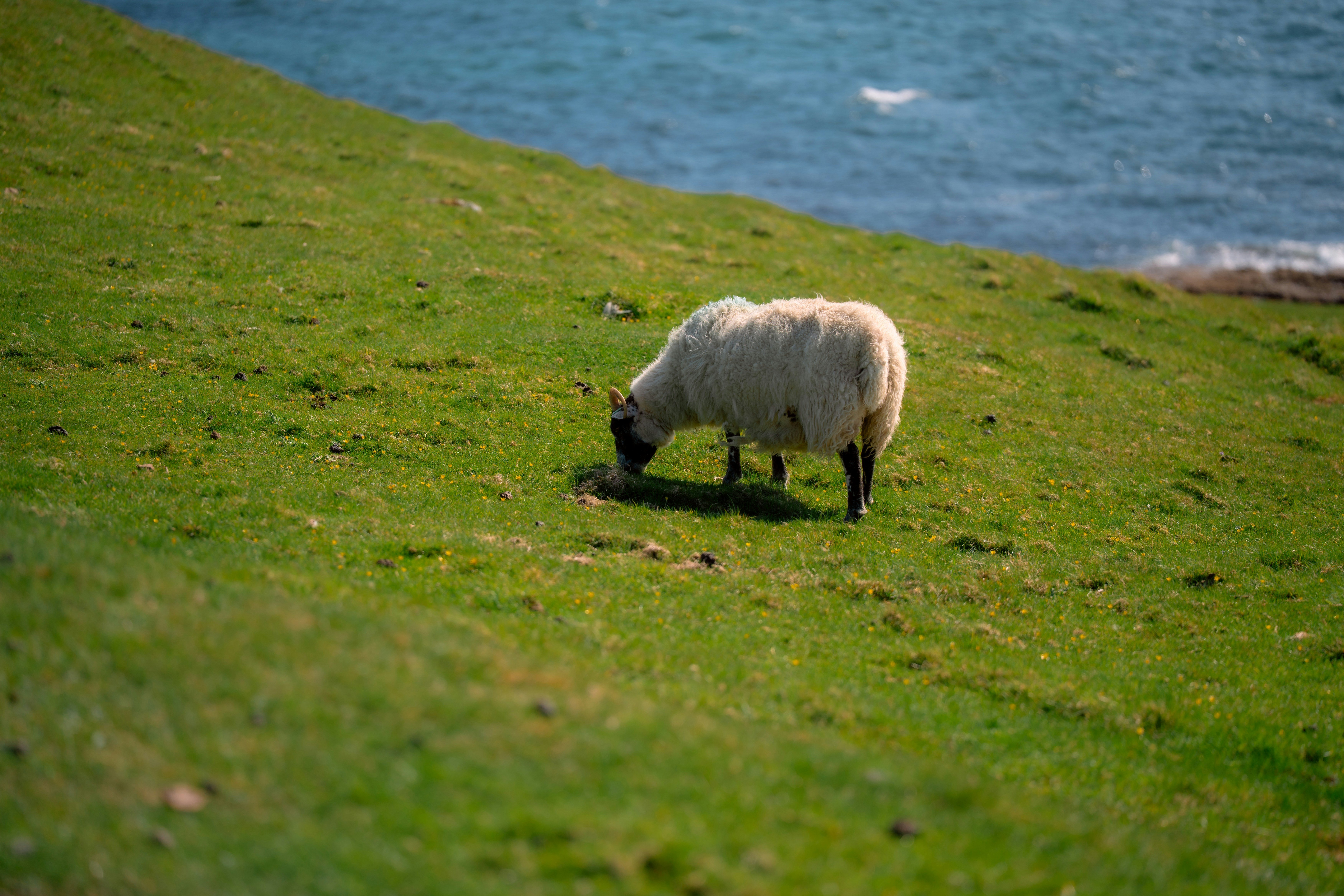 Grazing on the Slope: A Lone Sheep Undershore Light