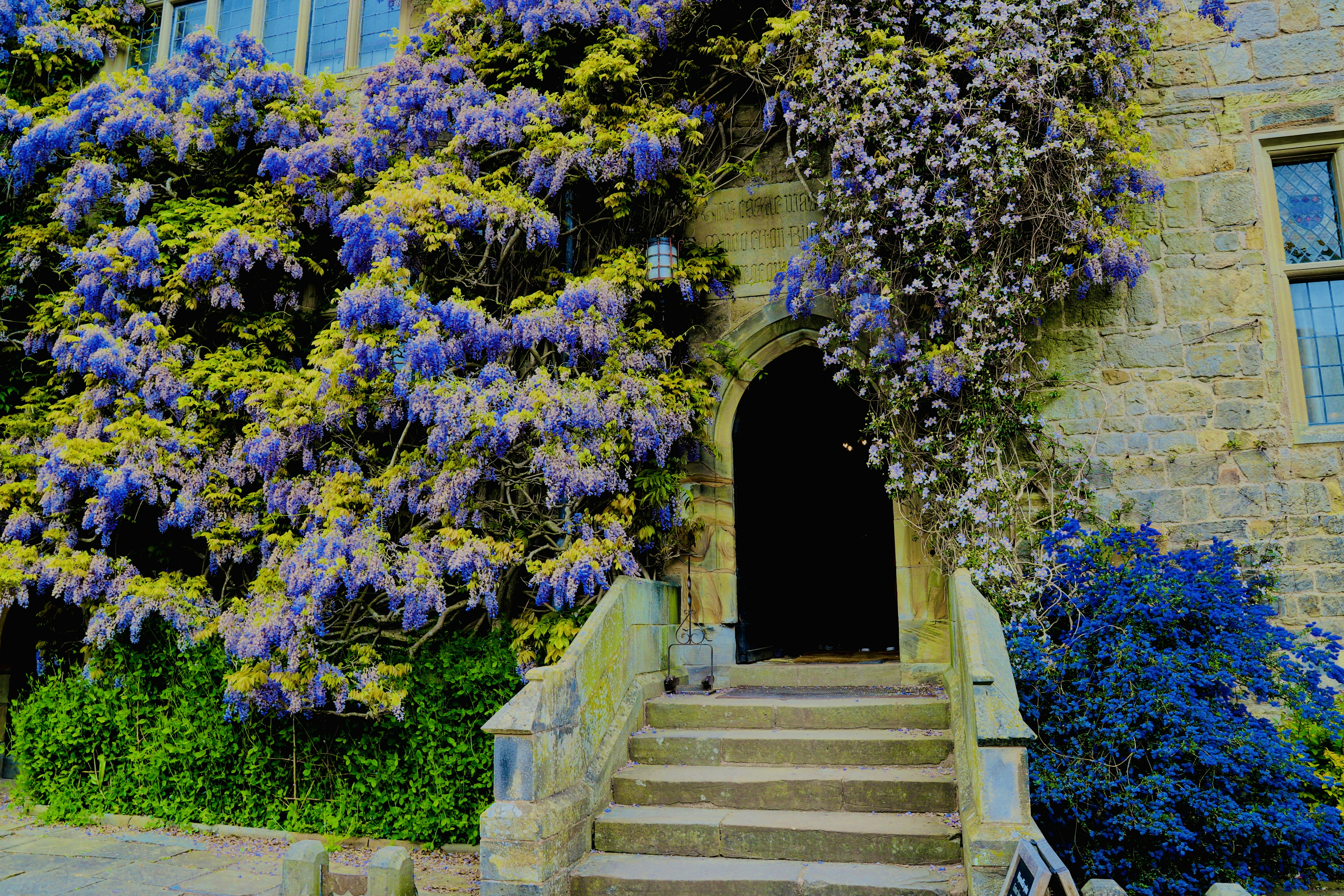 Vine-Covered Stone Staircase Leading to a Dark Arched Entrance