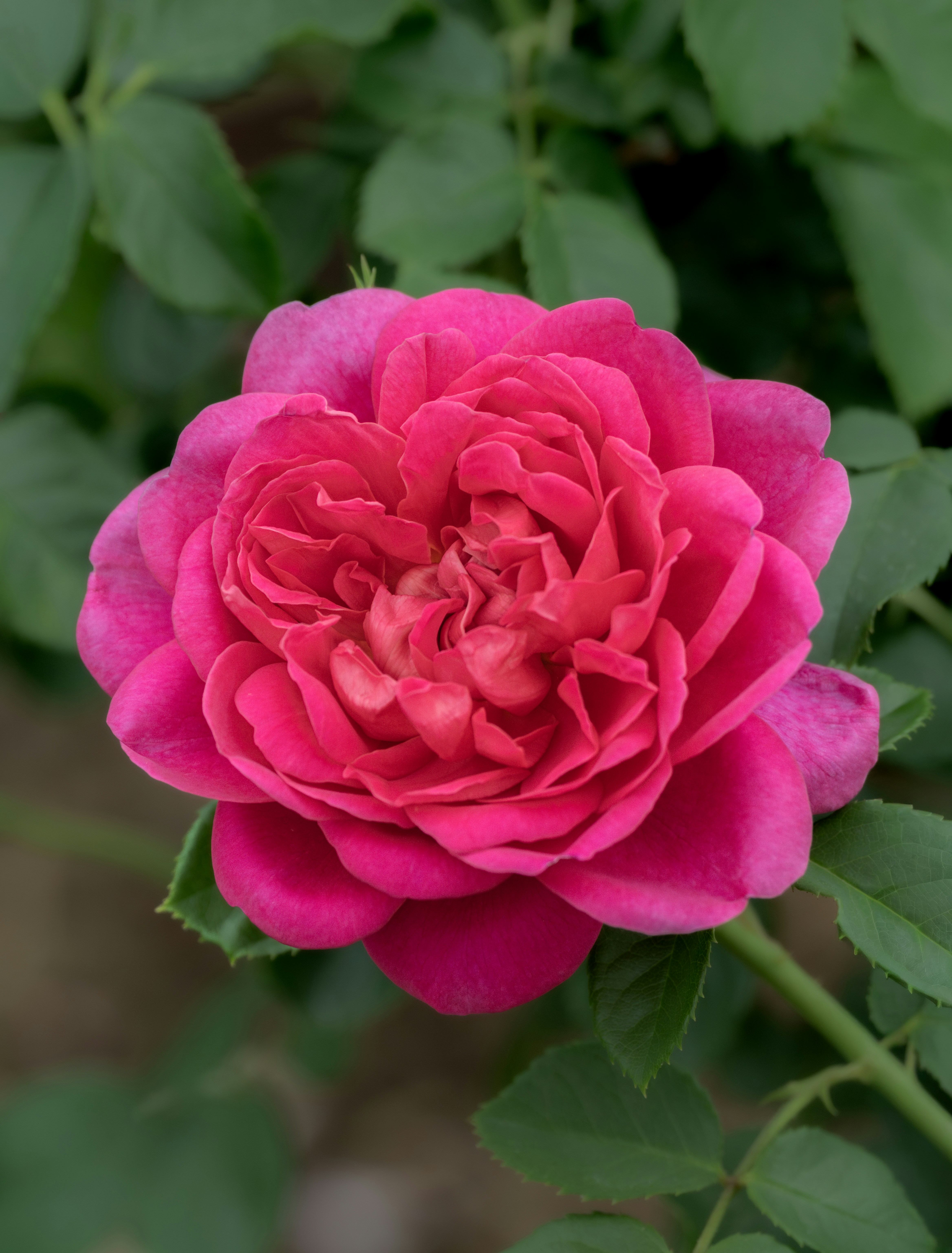 Rosy Convergence: A Pink Rose in Sharp Focus