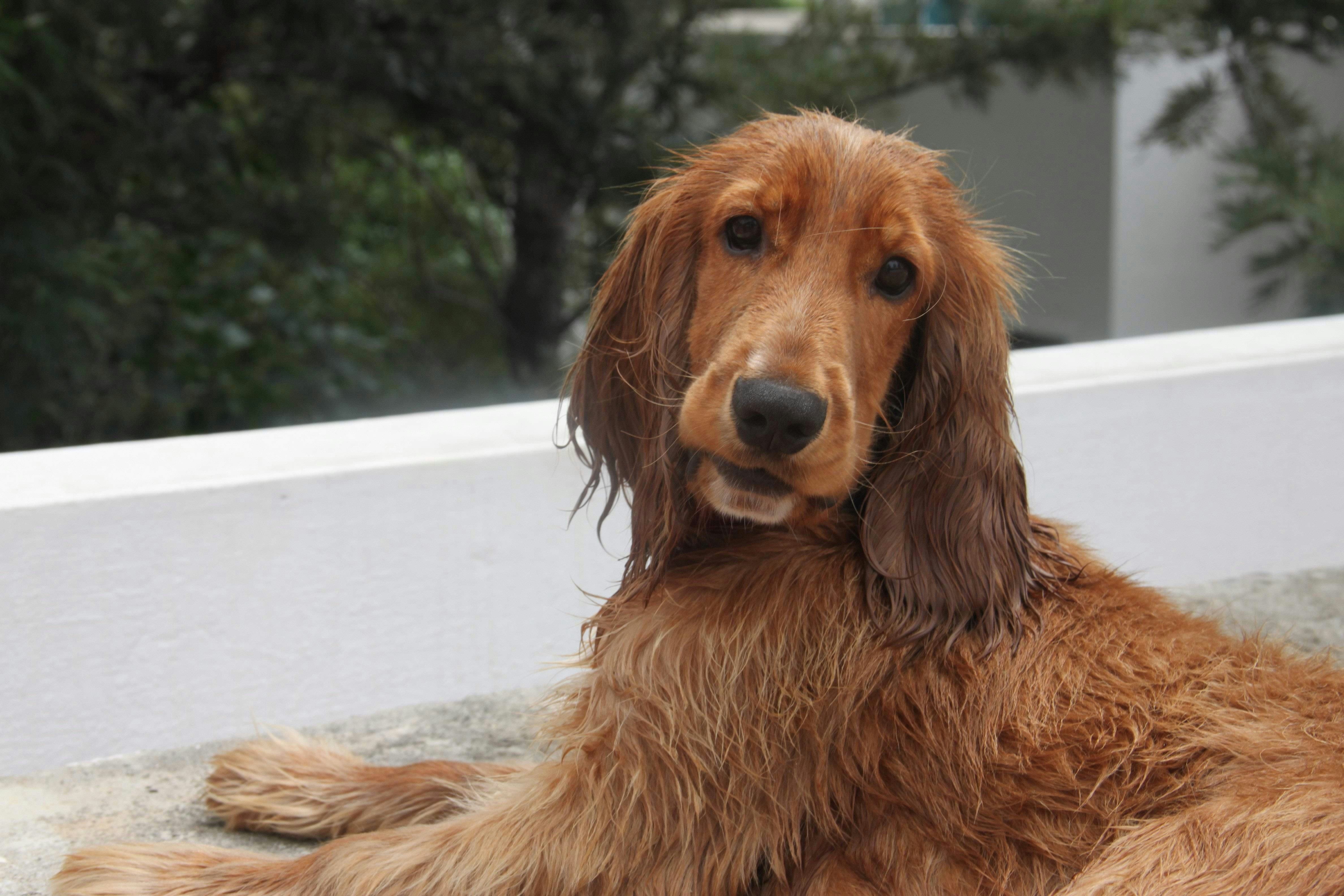 Golden Retriever in Framed Light: A Moment of Gentle Alertness