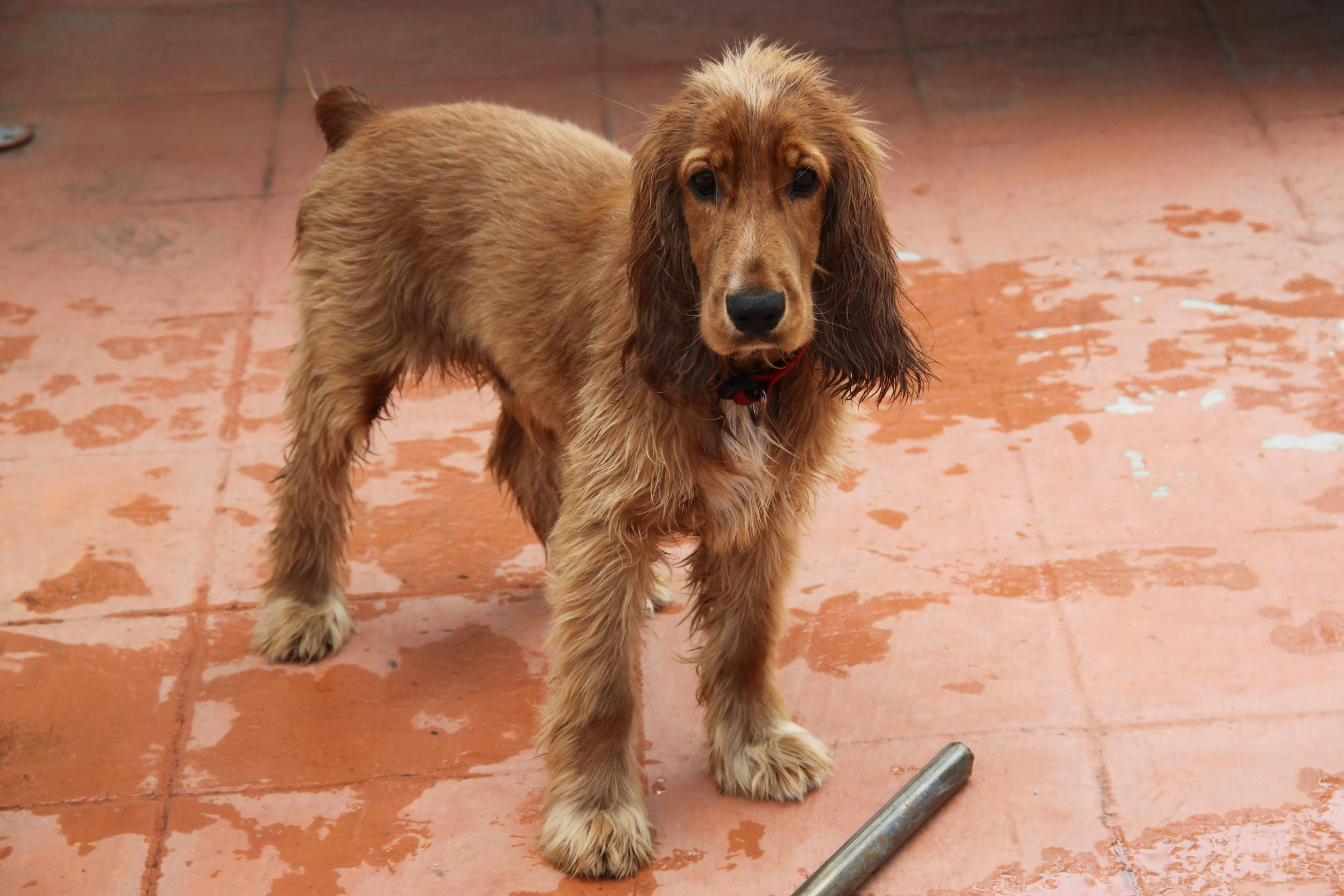 Young Airedale on a Terracotta Patio