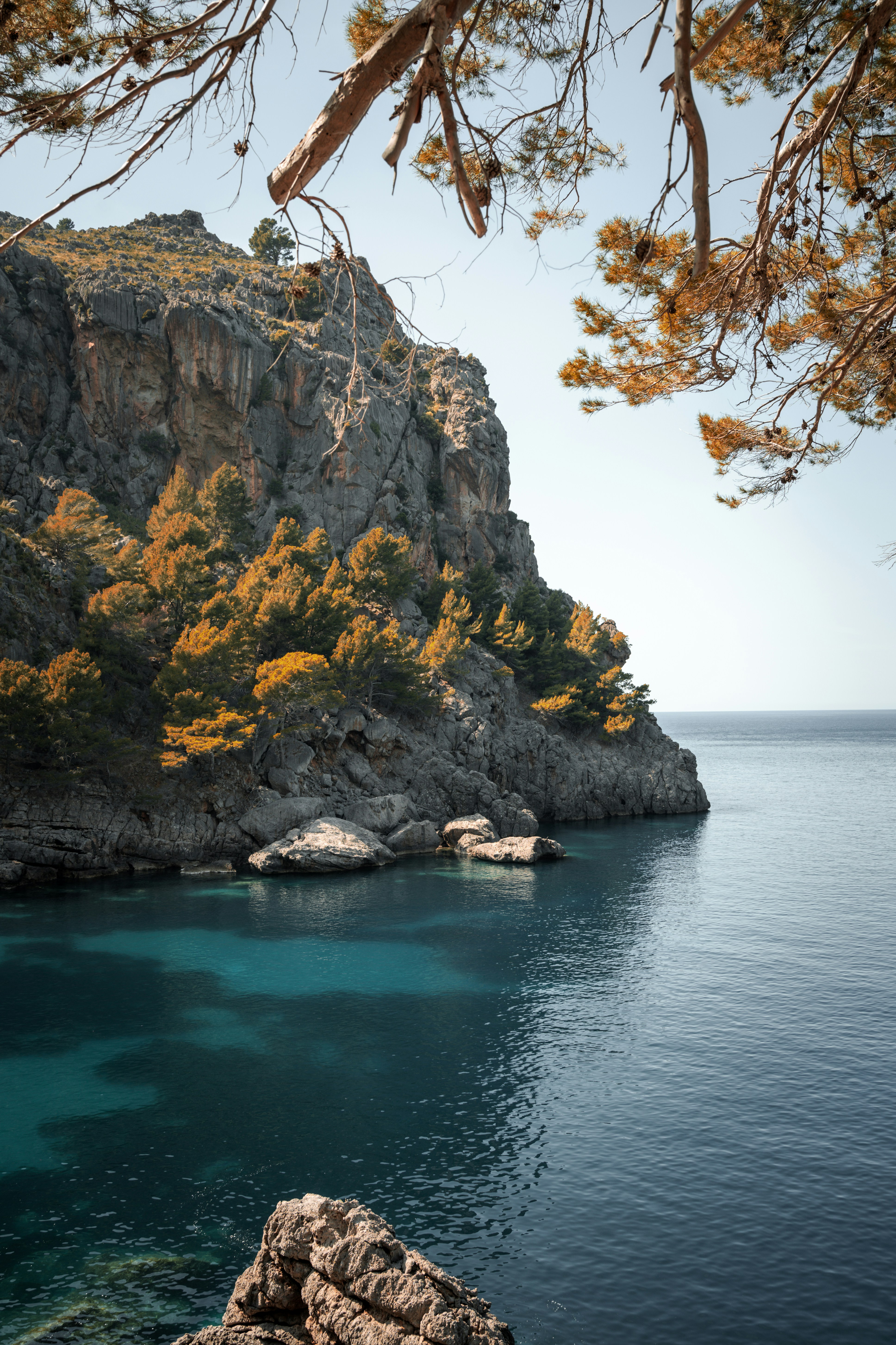 Coastal Cliffs Meeting the Sea: A Quiet Inlet Framed by Pine Branches