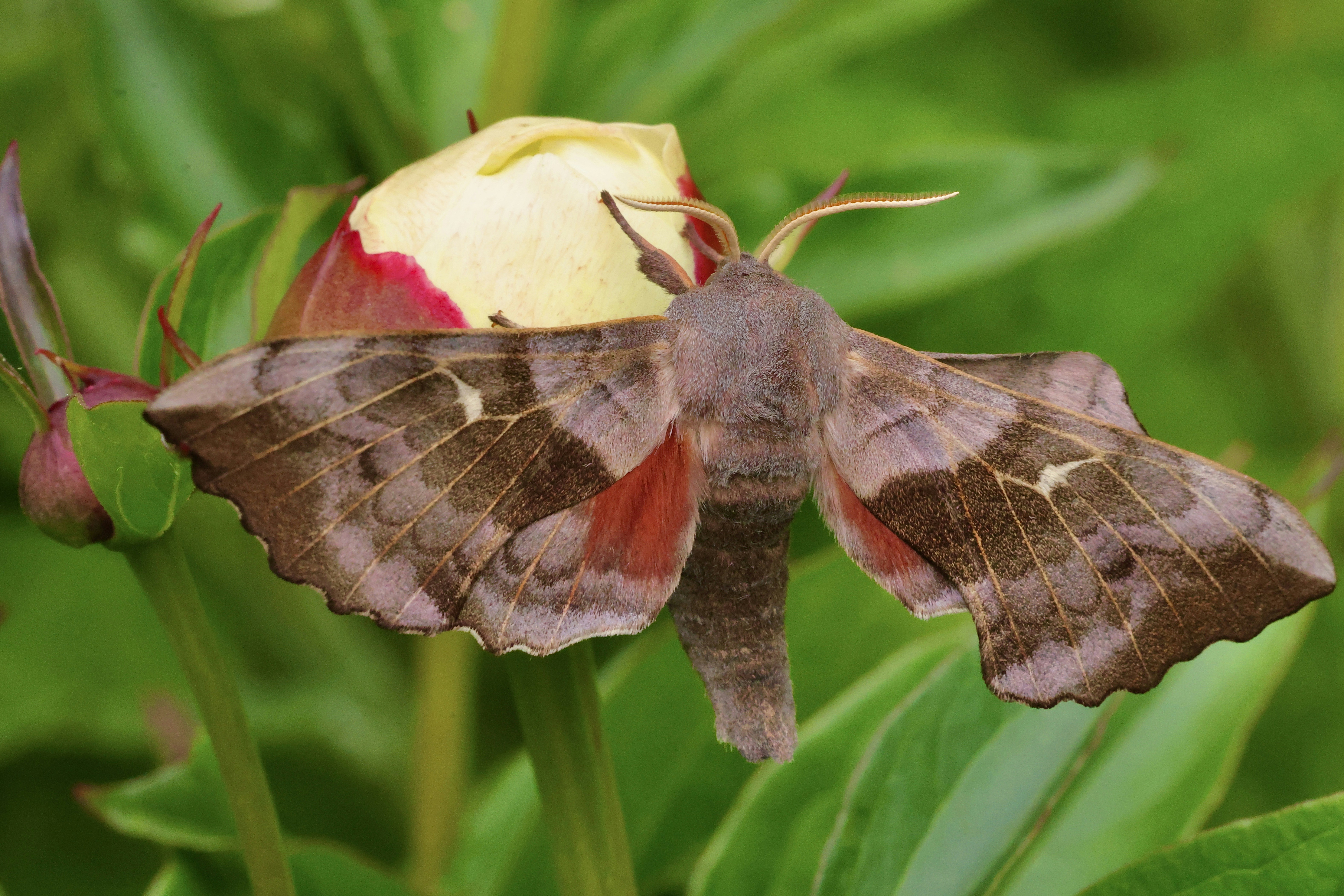 Winged Camouflage: Dimorphic Moth Resting on a Petal-Leaf Stage