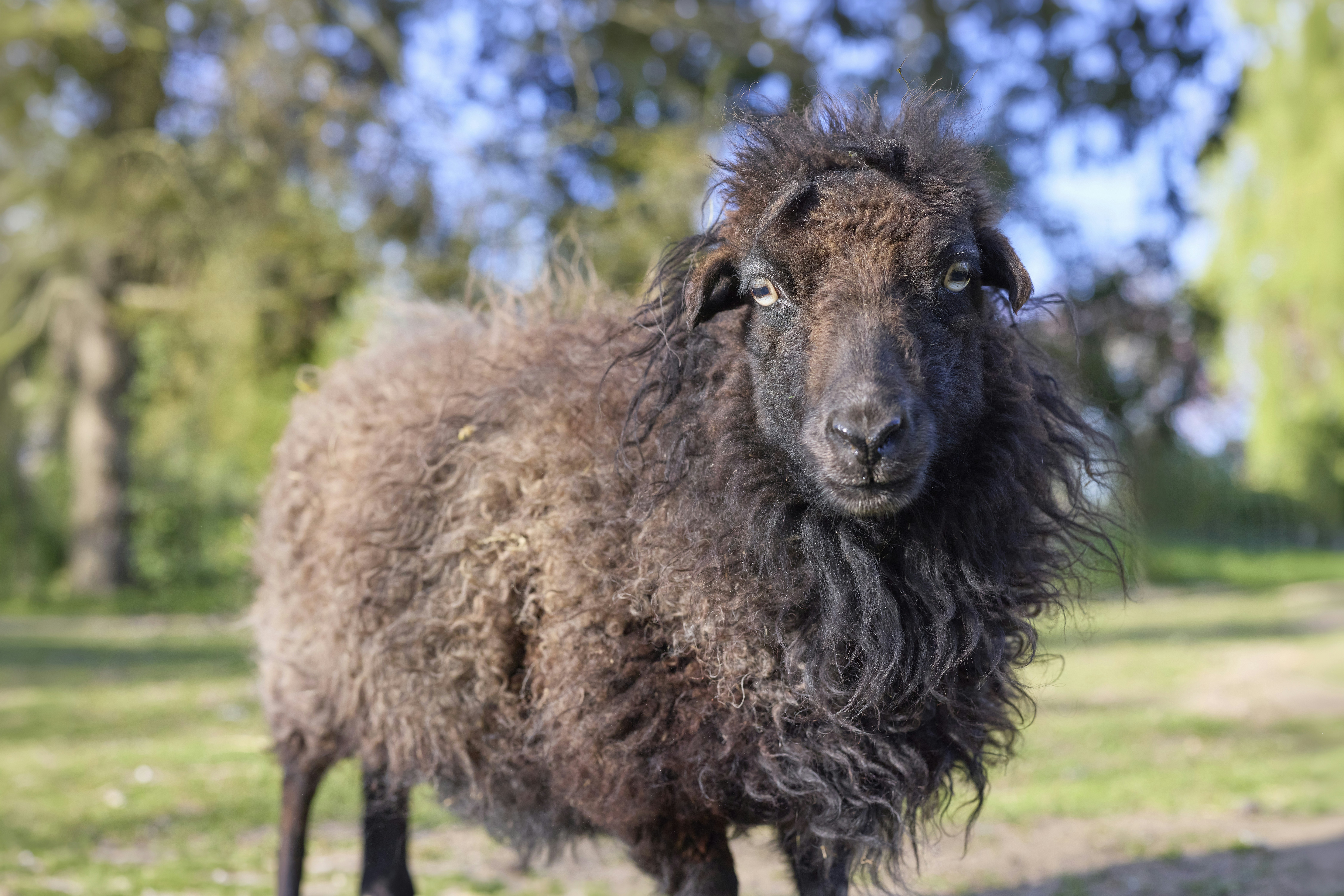 Untamed Wool: A Curious Ram Stares Down the Camera
